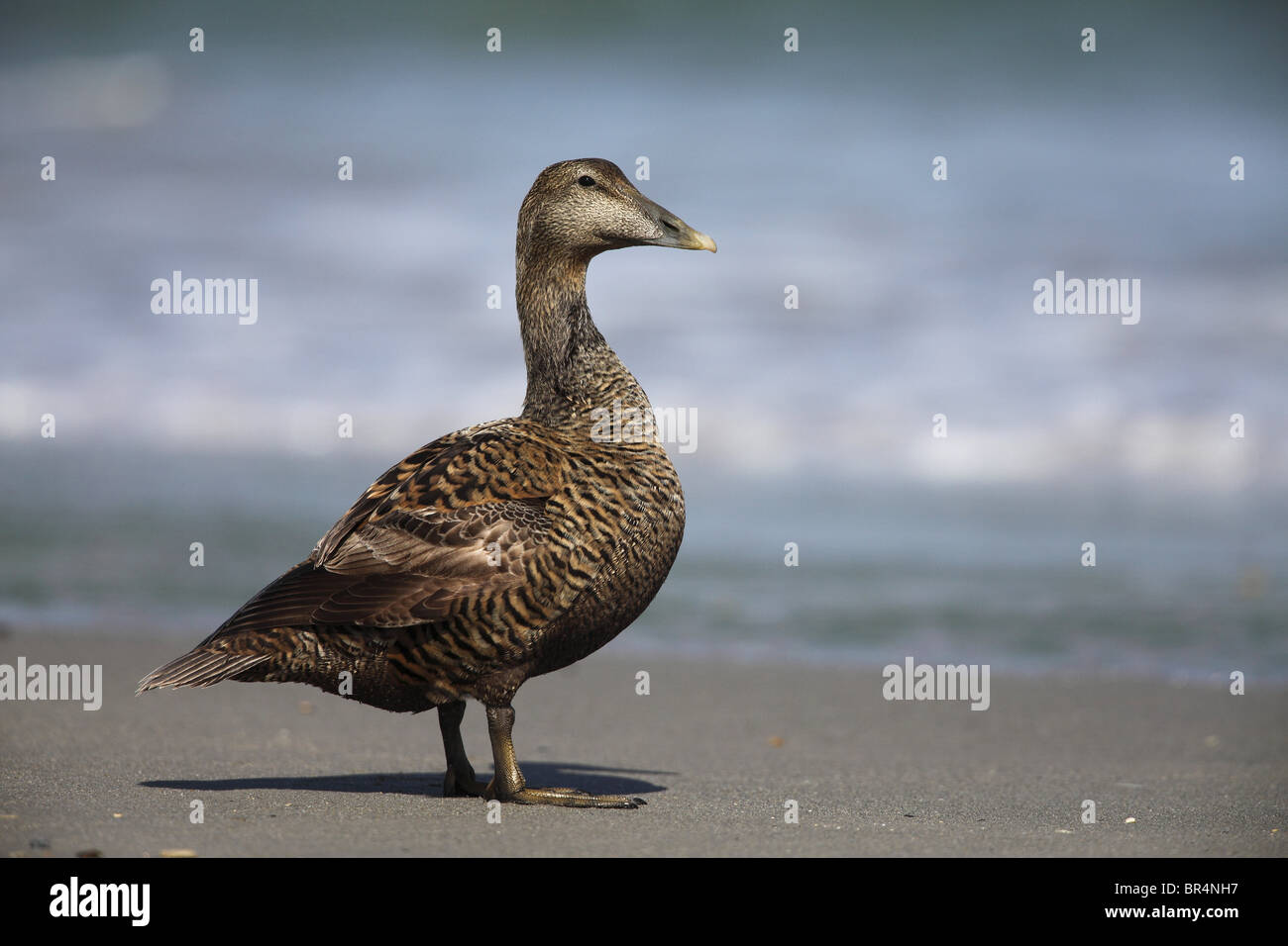 Female Common Eider (Somateria mollissima) on beach, Helgoland, Germany ...