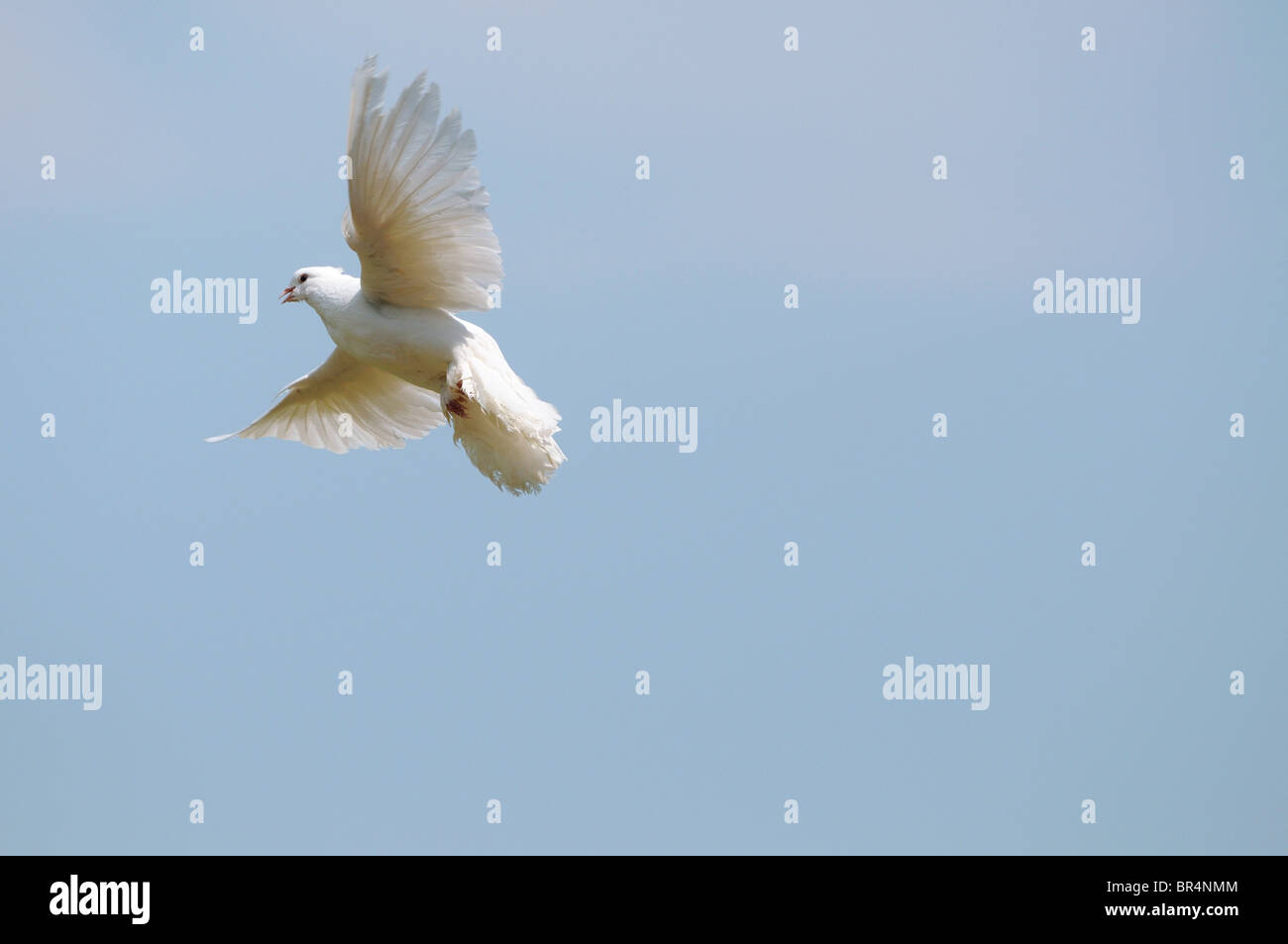 White dove flying hi-res stock photography and images - Alamy