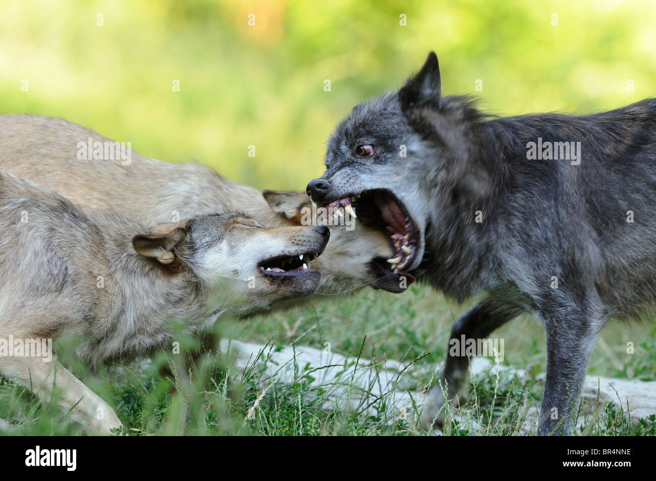 Three wolves (Canis lupus) fighting Stock Photo - Alamy