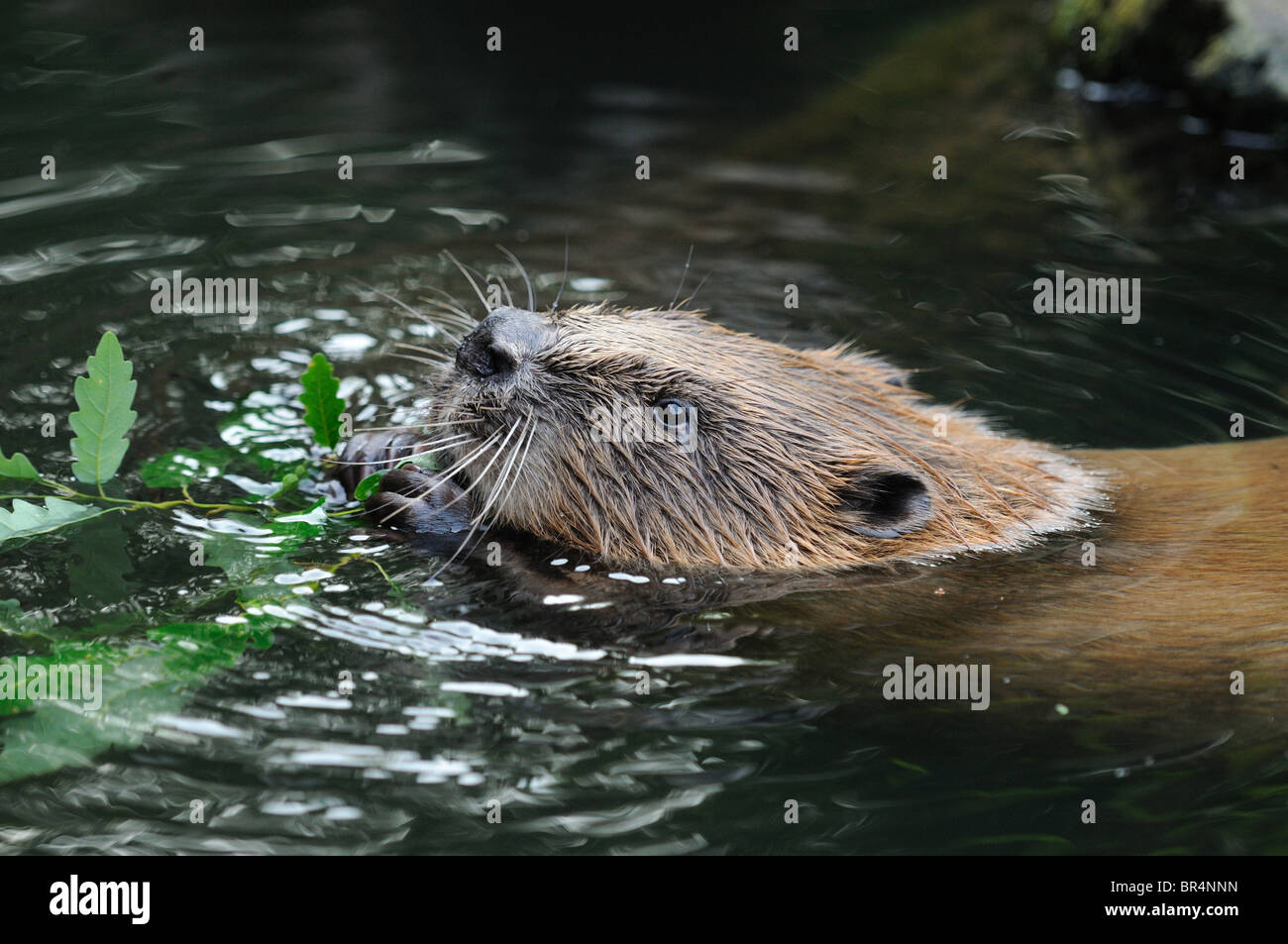 Beaver swimming in water, close-up Stock Photo - Alamy