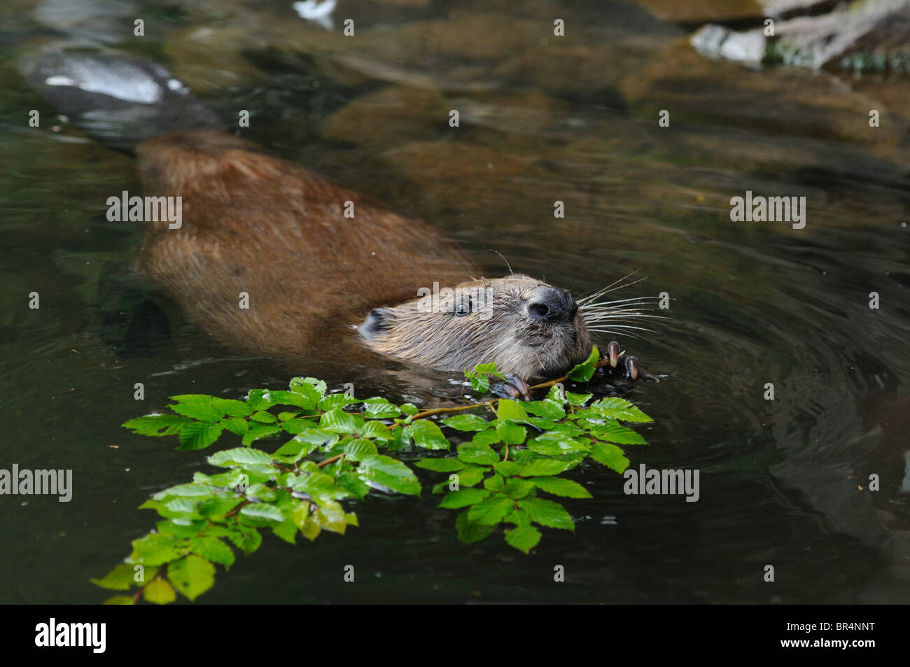 Beaver swimming in water Stock Photo - Alamy