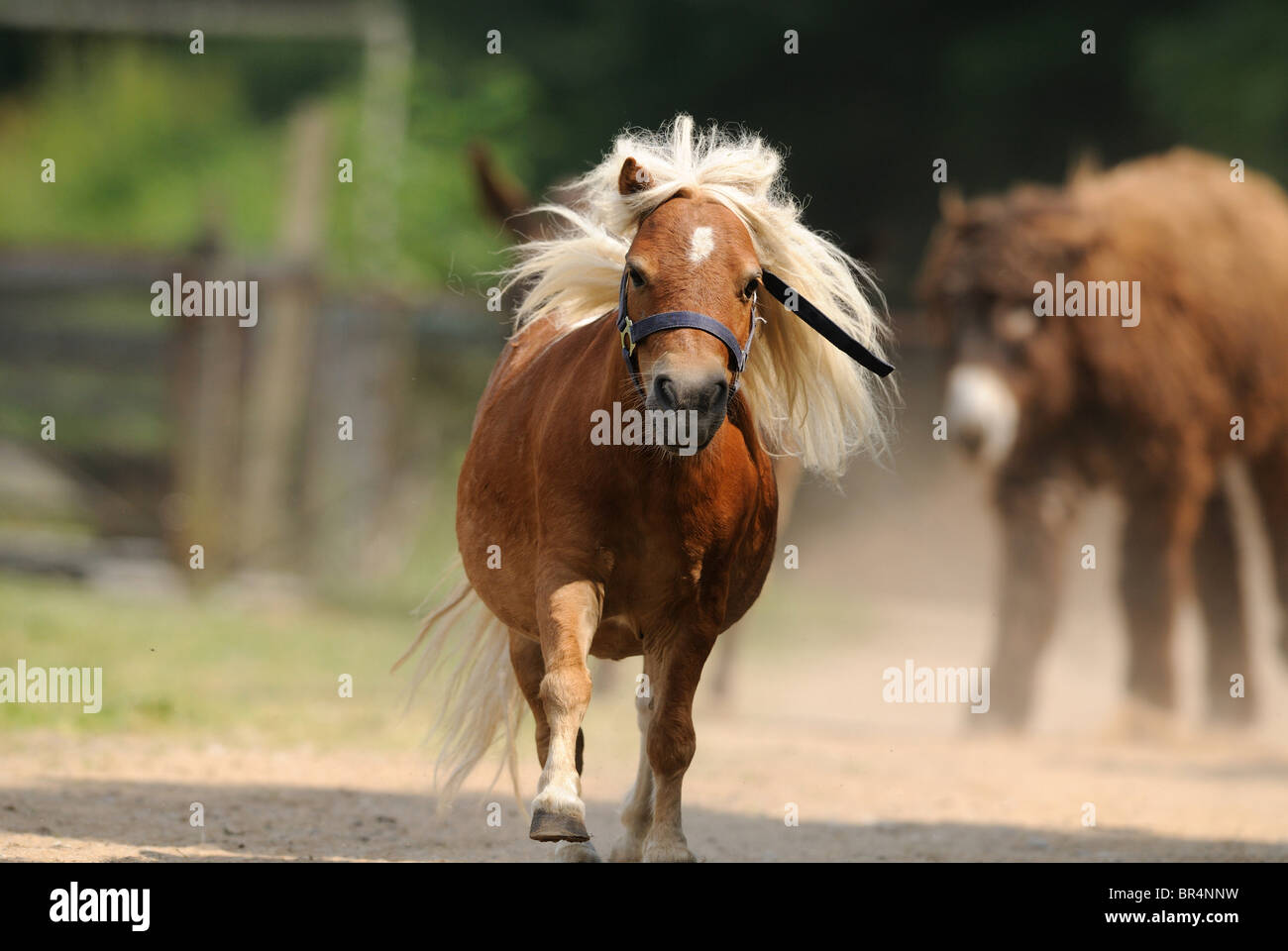 Running shetland pony hi-res stock photography and images - Alamy