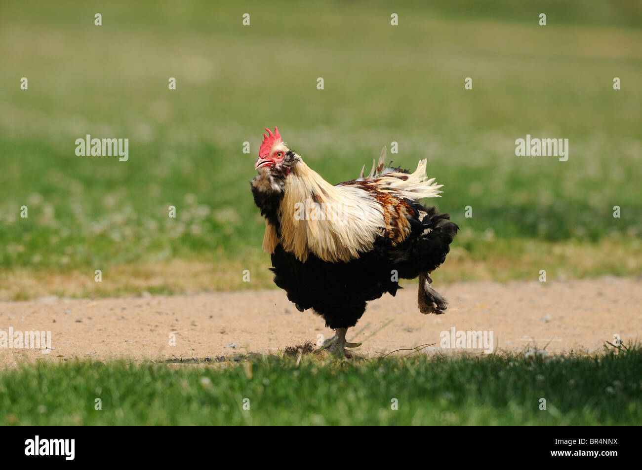 Running chicken hi-res stock photography and images - Alamy