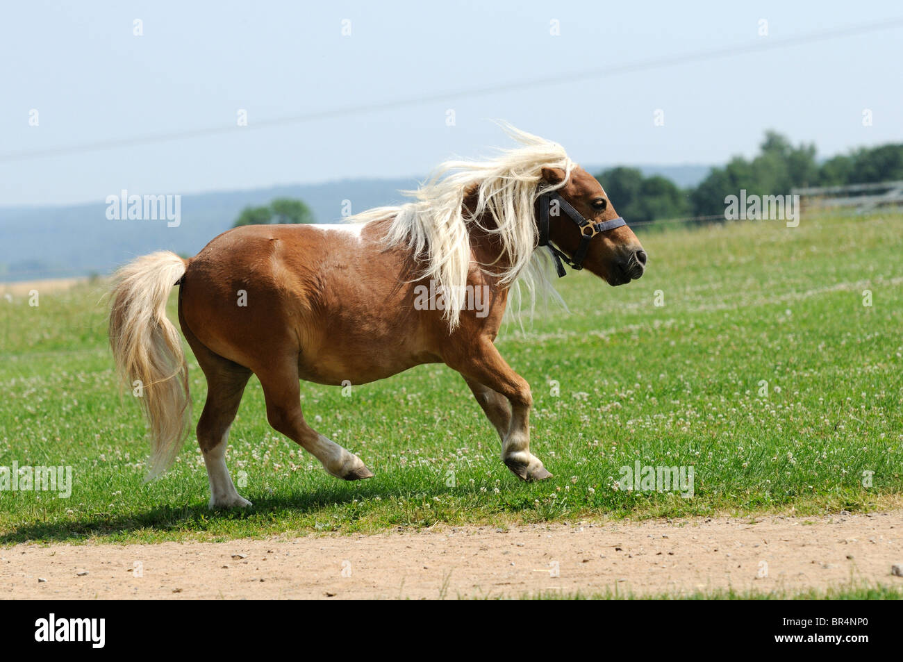 Running Shetland pony Stock Photo - Alamy