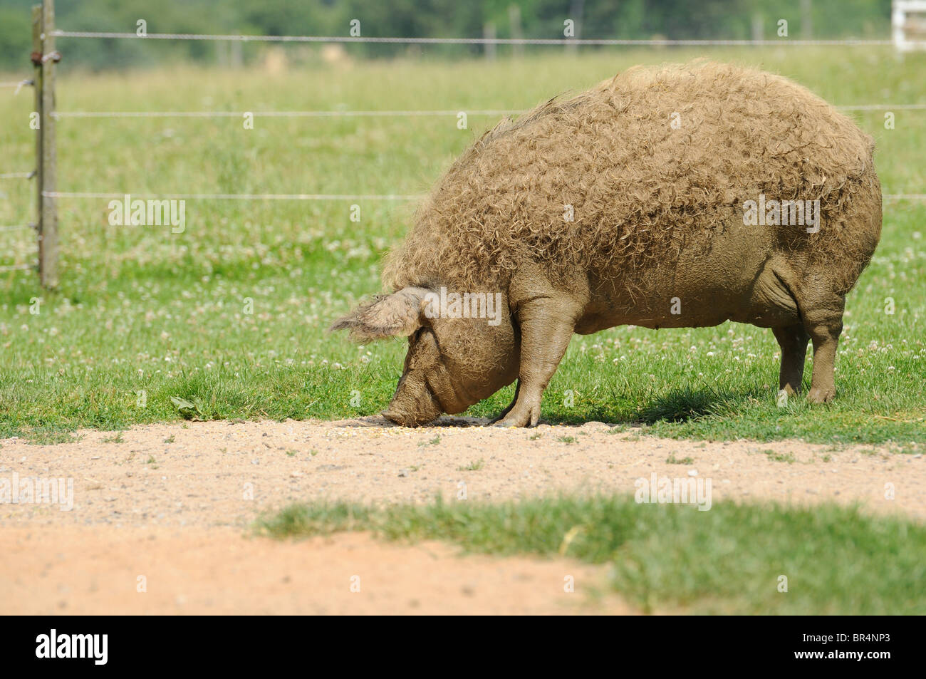 Mangalica hi-res stock photography and images - Alamy