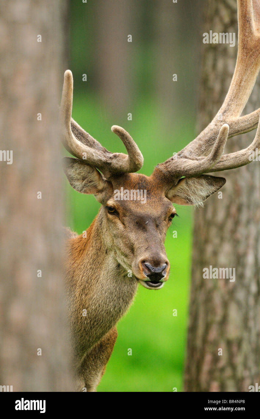 Deer between the trees hi-res stock photography and images - Alamy