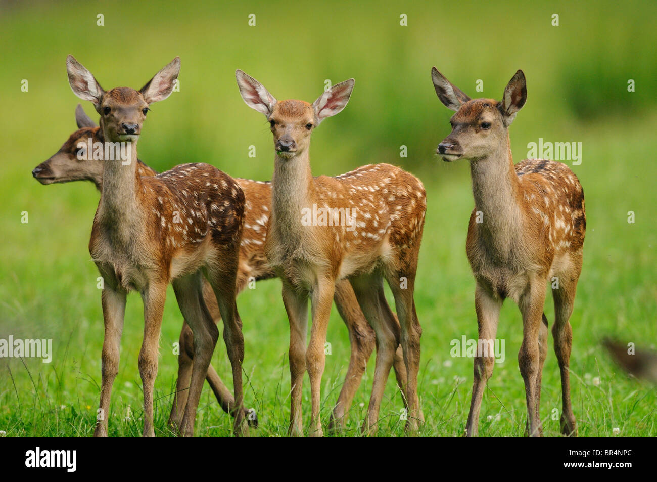 Four young red deers (Cervus elaphus) in a meadow Stock Photo - Alamy
