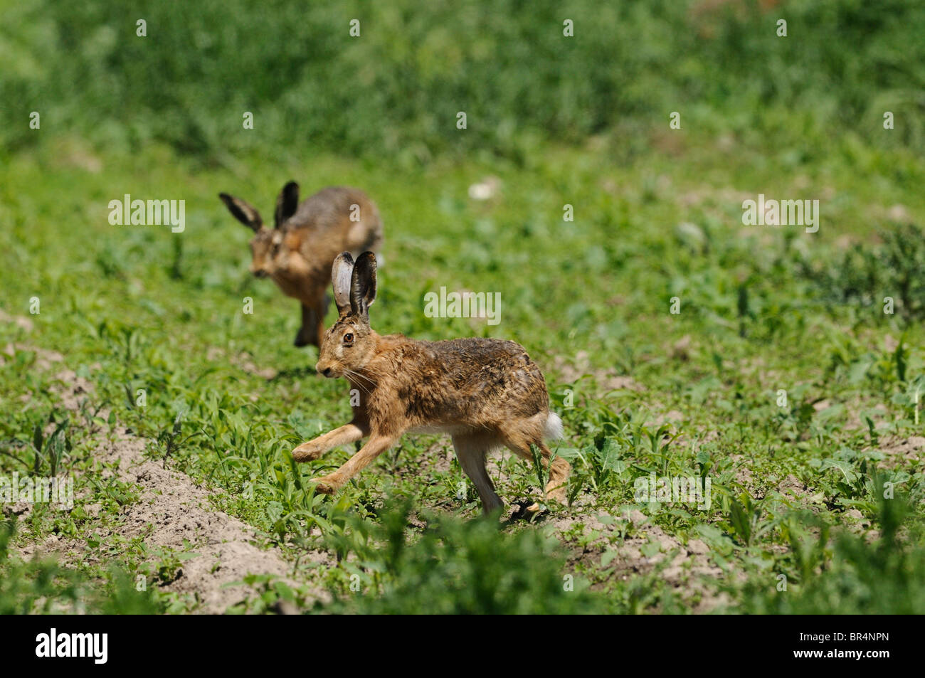 Two Brown Hares (Lepus europaeus) jumping in cornfield Stock Photo - Alamy