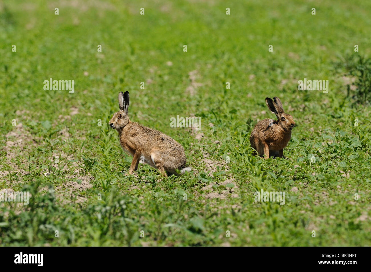 Indian hares hi-res stock photography and images - Alamy