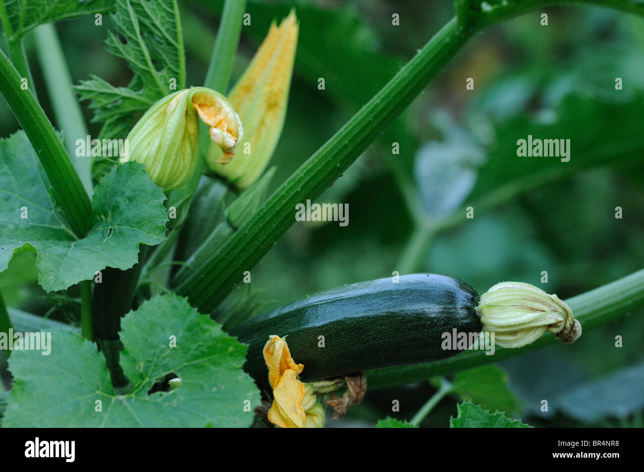 Courgette plant hi-res stock photography and images - Alamy
