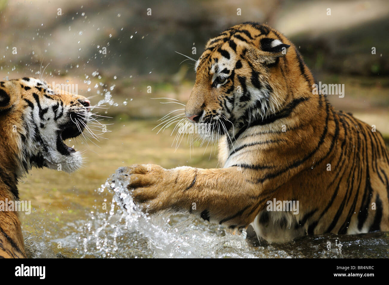 Two Siberian Tigers (Panthera tigris altaica) in water Stock Photo - Alamy