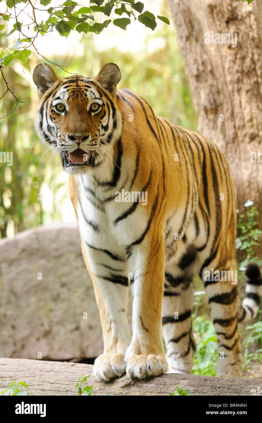 Standing Siberian Tiger (Panthera tigris altaica Stock Photo - Alamy