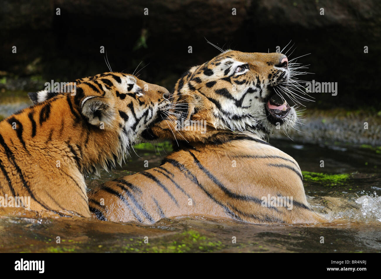 Two Siberian Tigers (Panthera tigris altaica) in water Stock Photo - Alamy