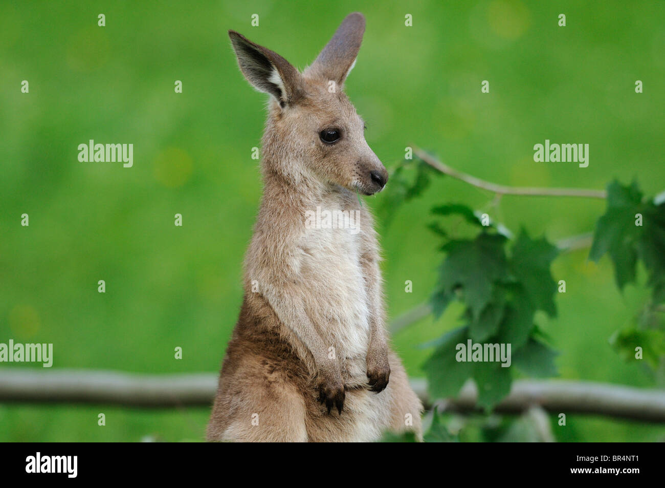 Young Eastern Grey Kangaroo (Macropus giganteus Stock Photo - Alamy