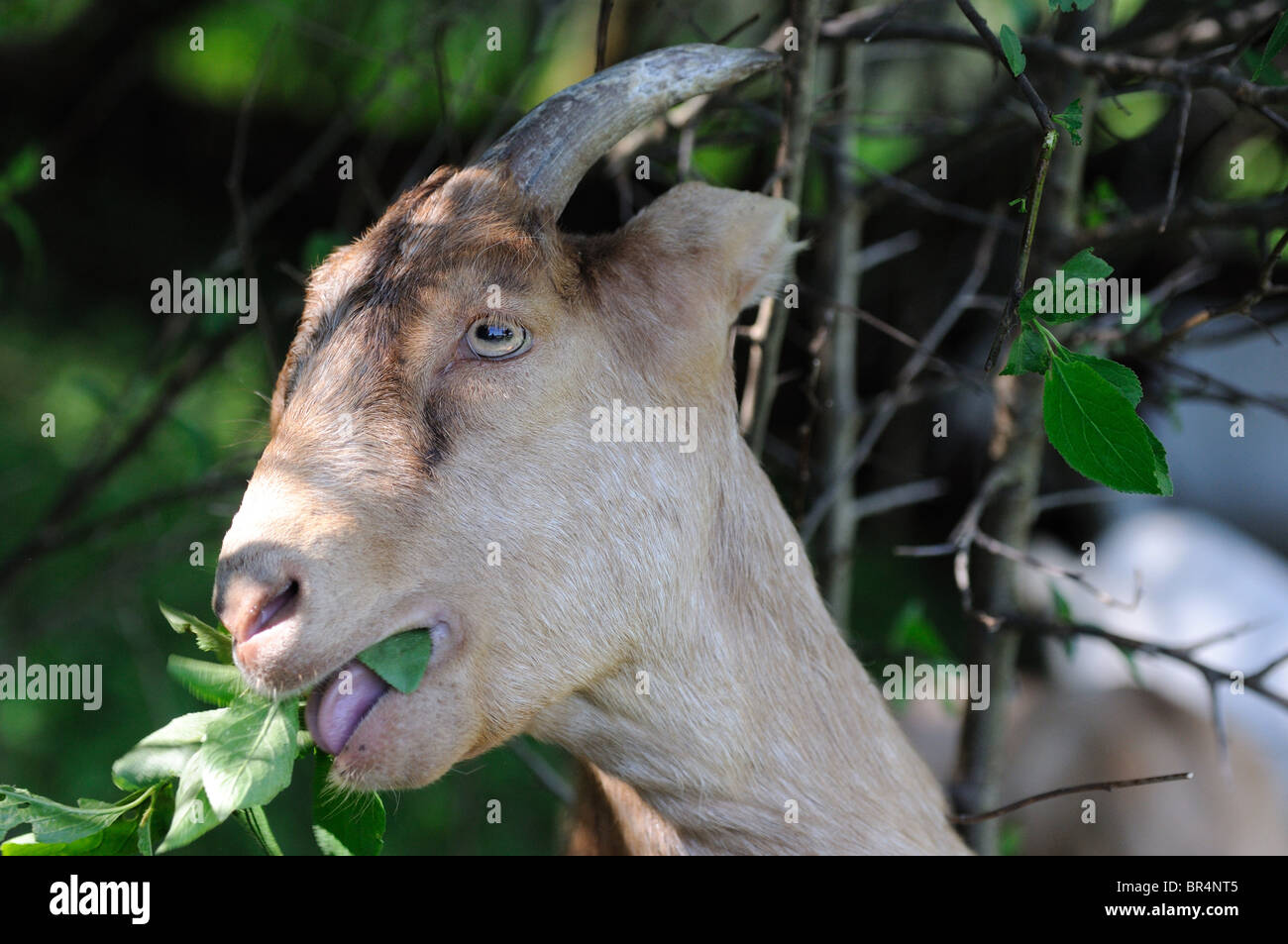 Boer goat eating Stock Photo - Alamy