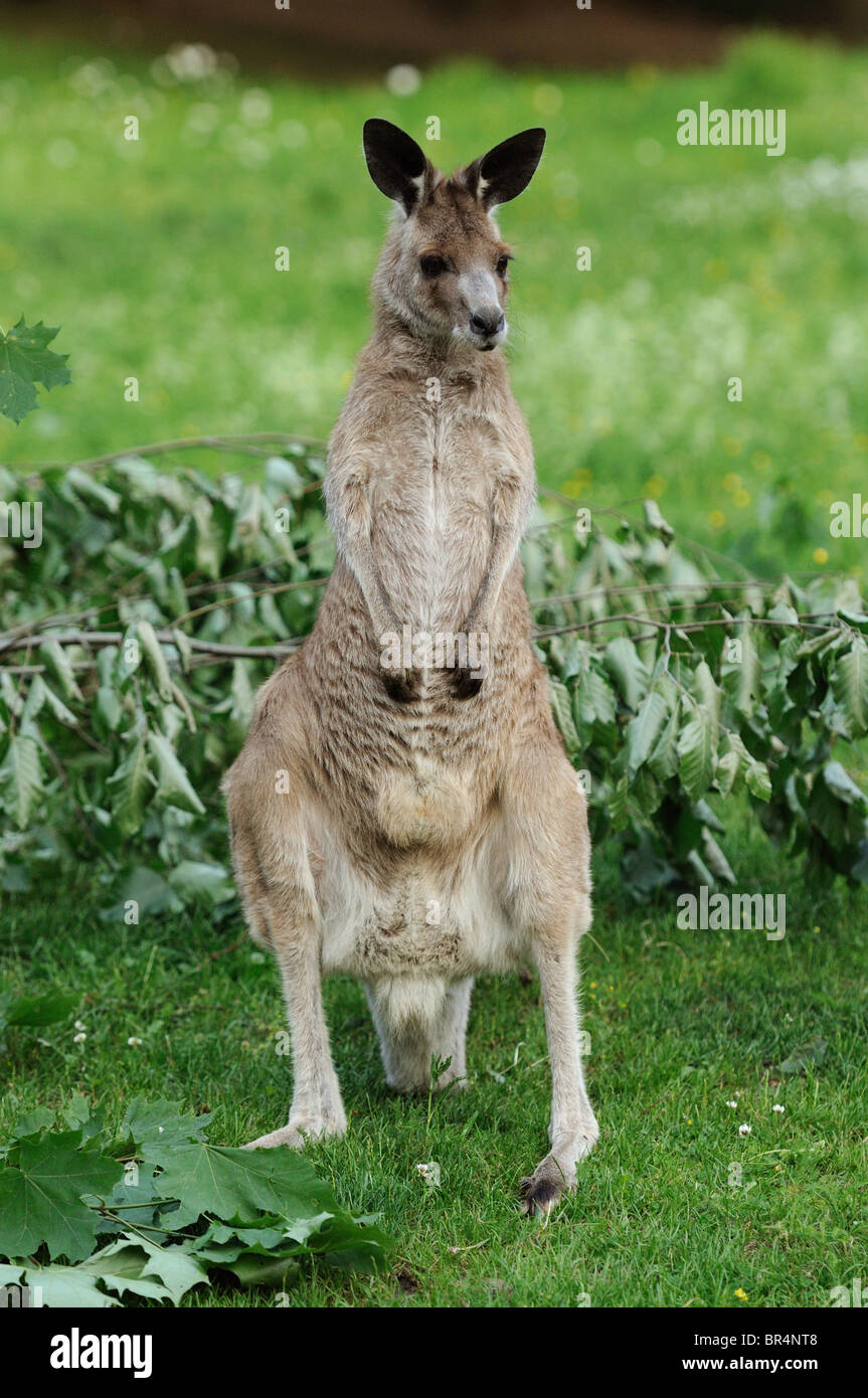 Young Eastern Grey Kangaroo (Macropus giganteus Stock Photo - Alamy