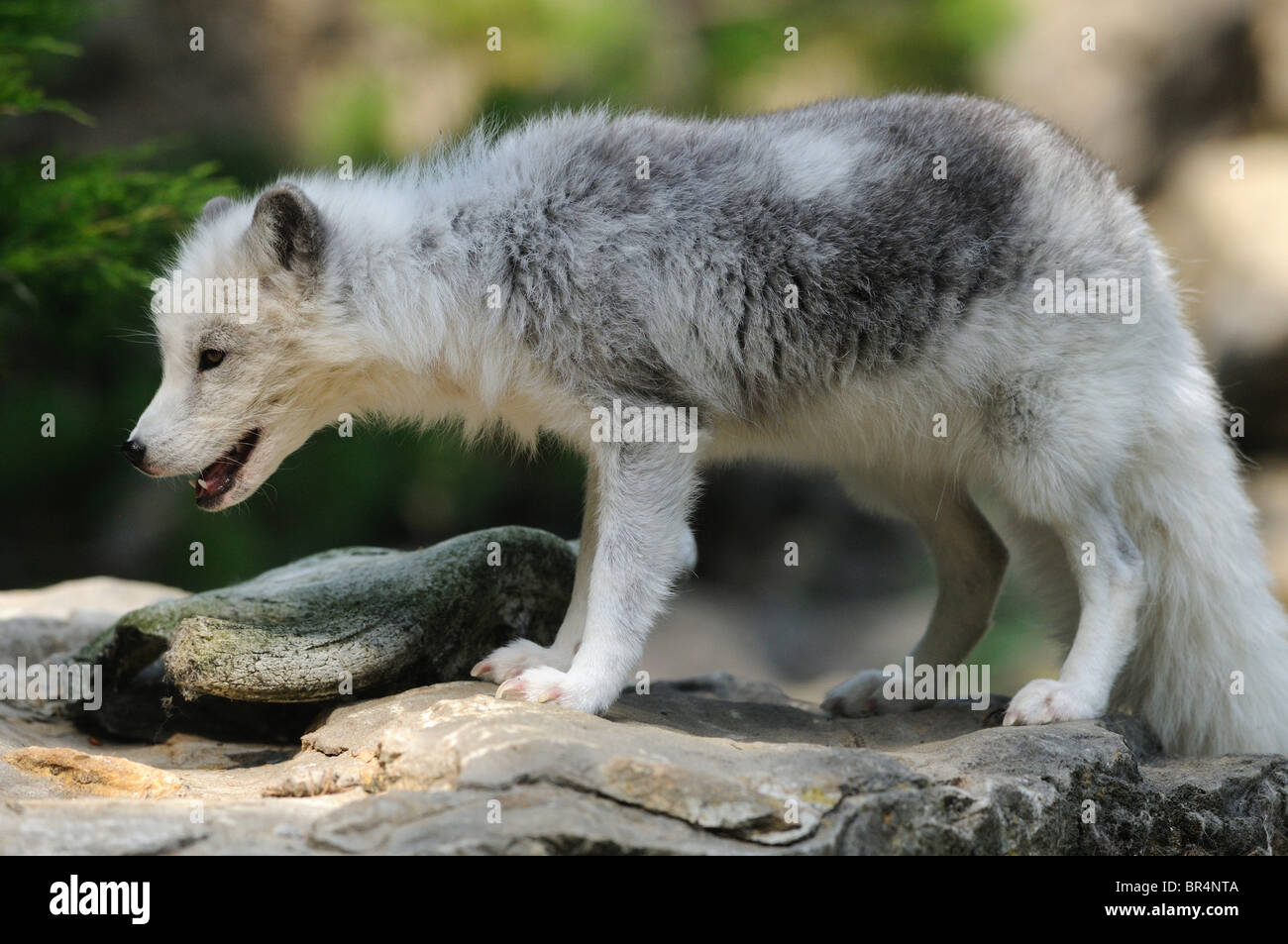 Arctic Fox (Alopex lagopus Stock Photo - Alamy