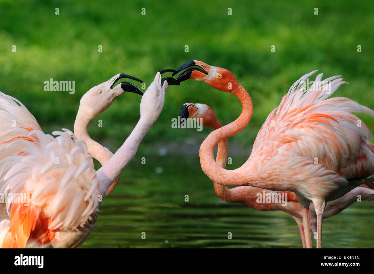 Body number four hi-res stock photography and images - Alamy