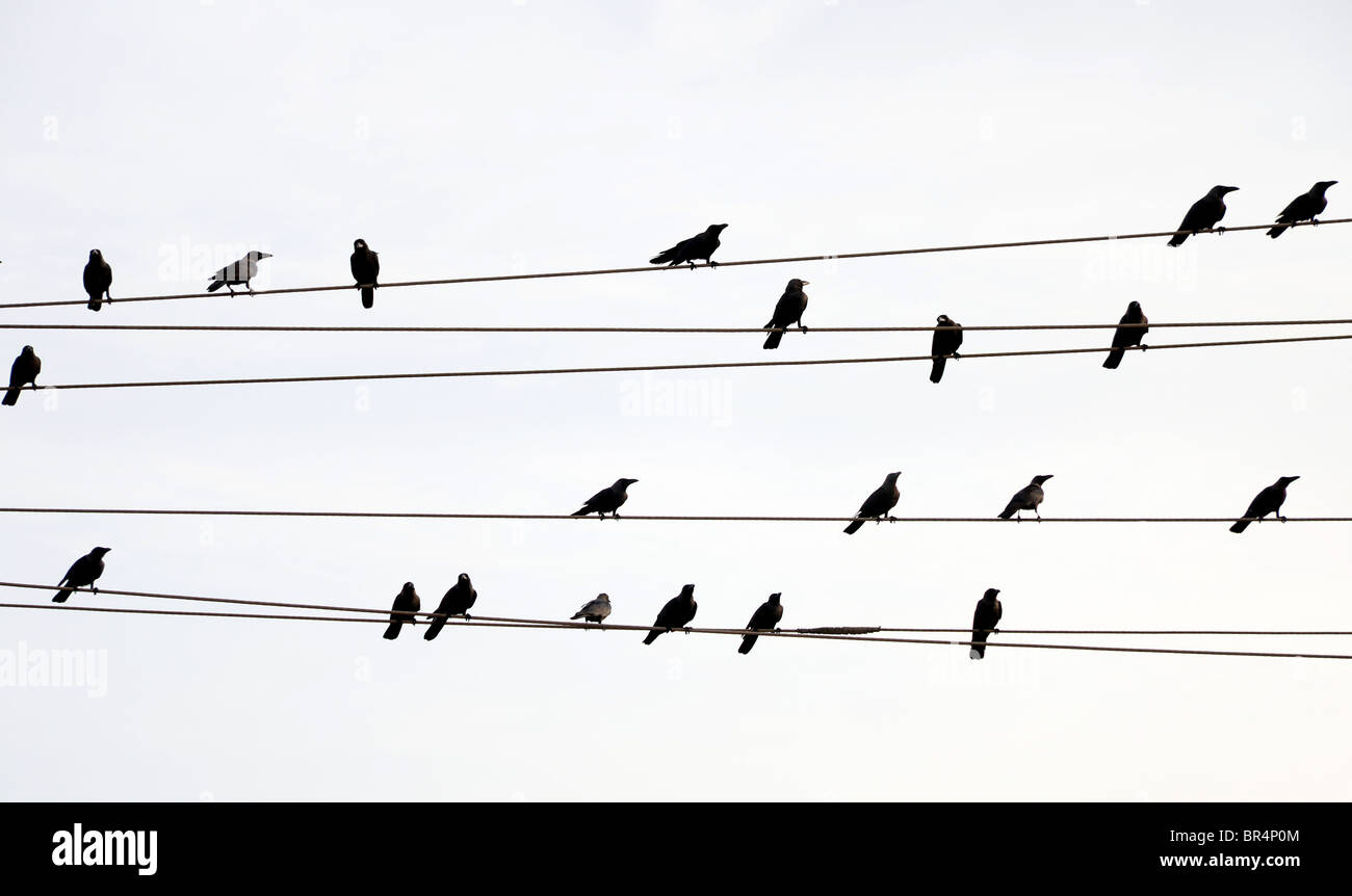 Fleet of birds hi-res stock photography and images - Alamy