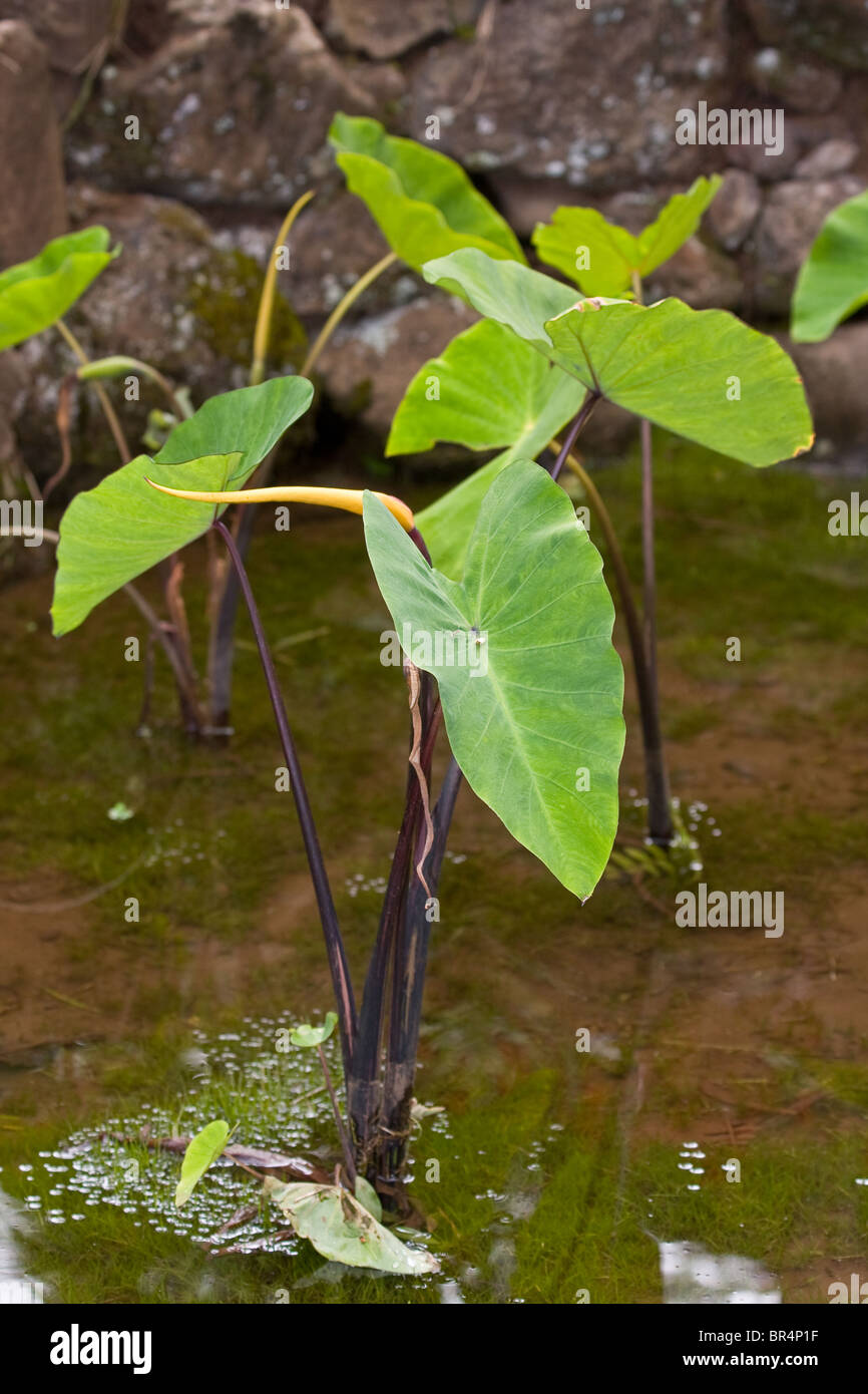 Taro plant hi-res stock photography and images - Alamy