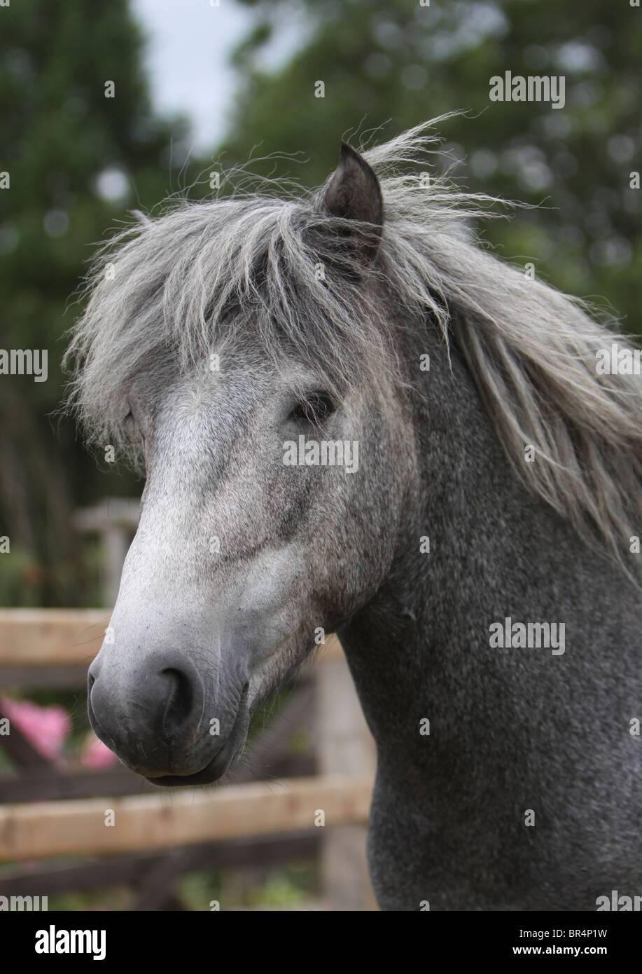 Head portrait of an Eriskay pony colt Stock Photo - Alamy