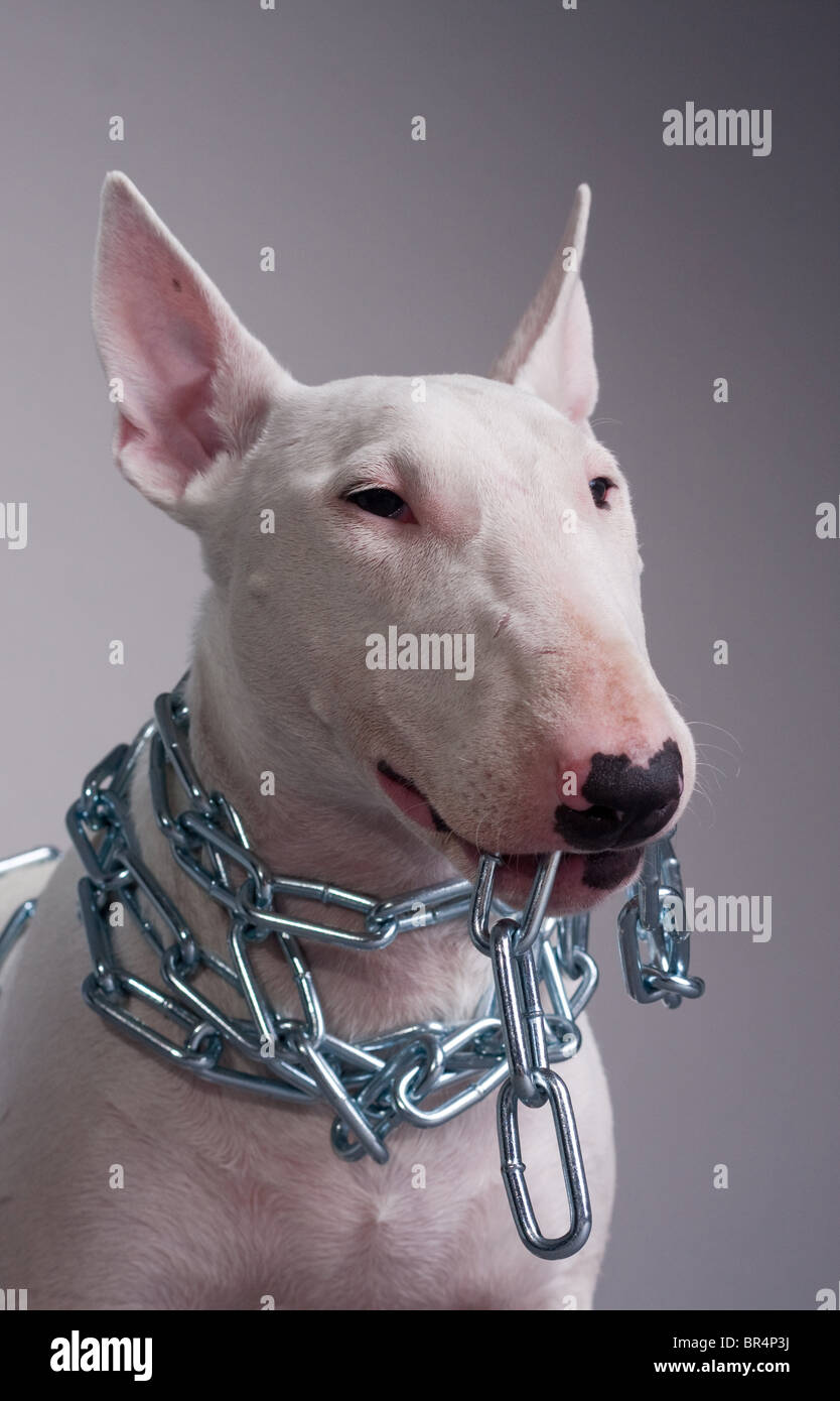 Bull terrier in chains Stock Photo - Alamy