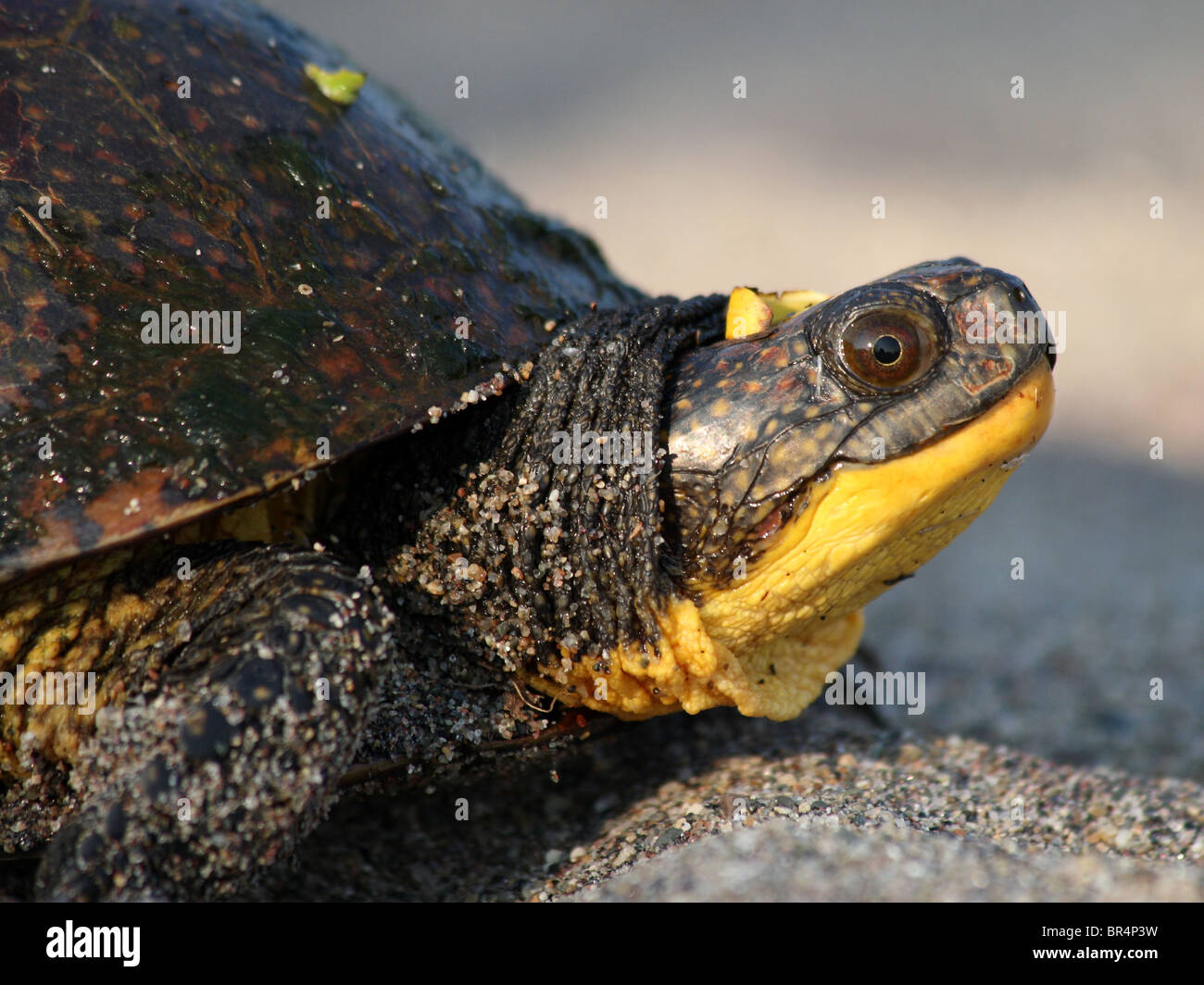 Female Blanding's Turtle (Emydoidea blandingii Stock Photo - Alamy