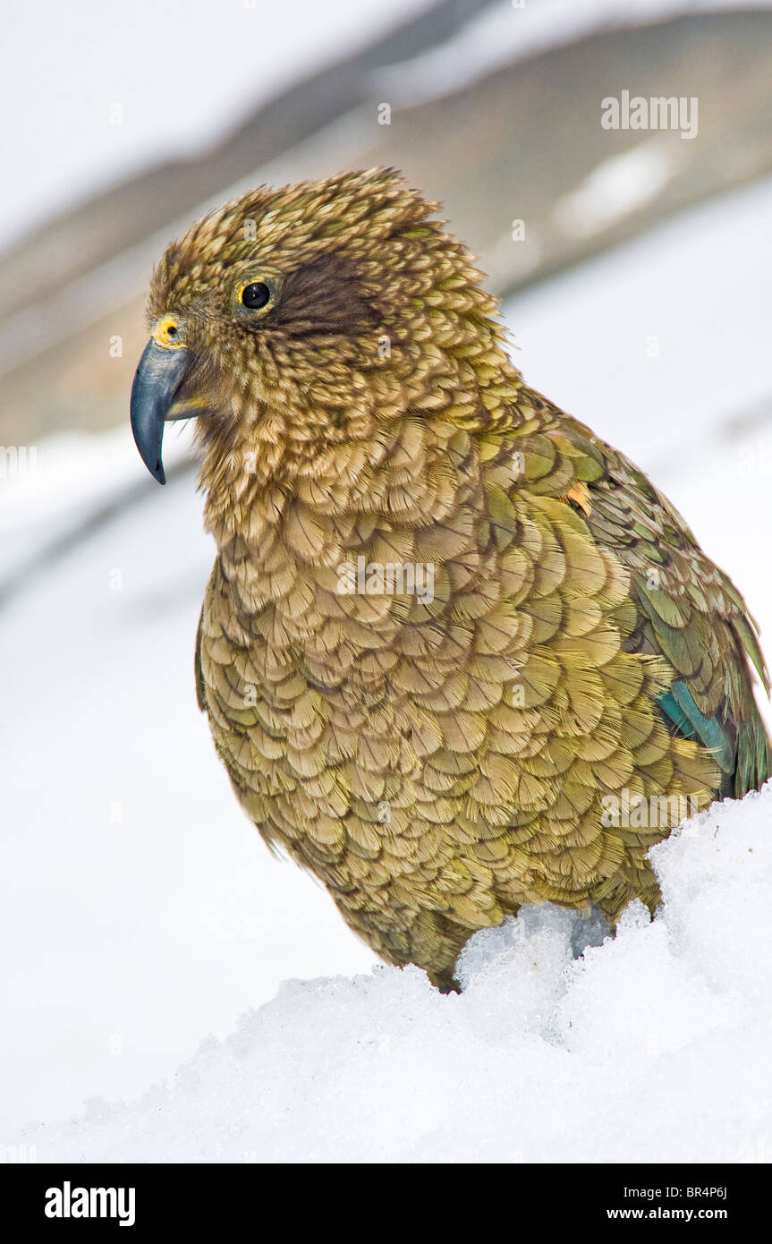 New Zealand, South Island, Arrowsmith Range. Kea (Nestor notabilis ...