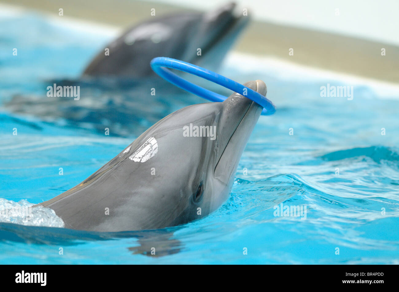 Common Bottlenose Dolphin (Tursiops truncatus) playing with ring in water Stock Photo - Alamy