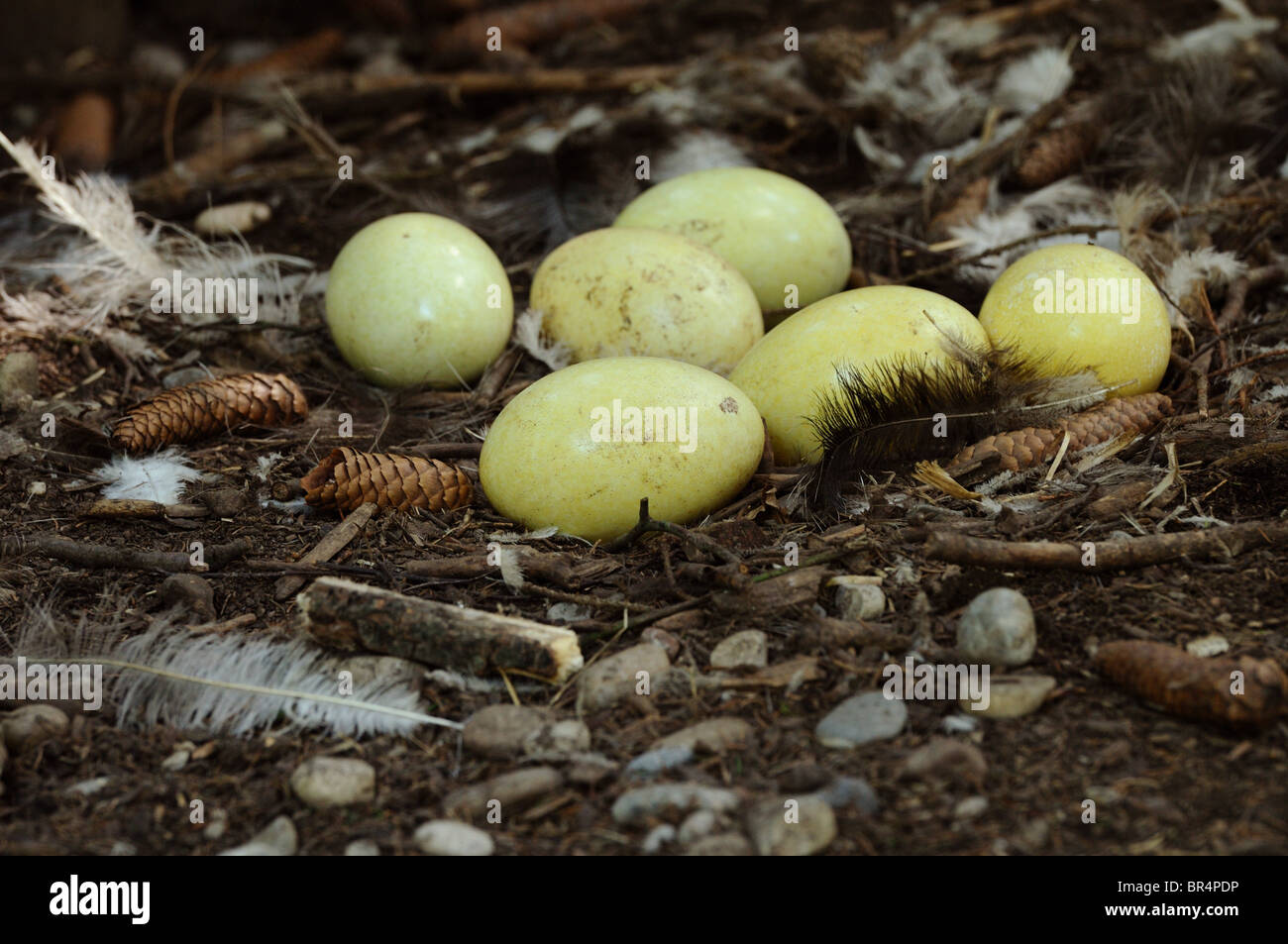 Greater Rhea eggs (Rhea americana Stock Photo - Alamy