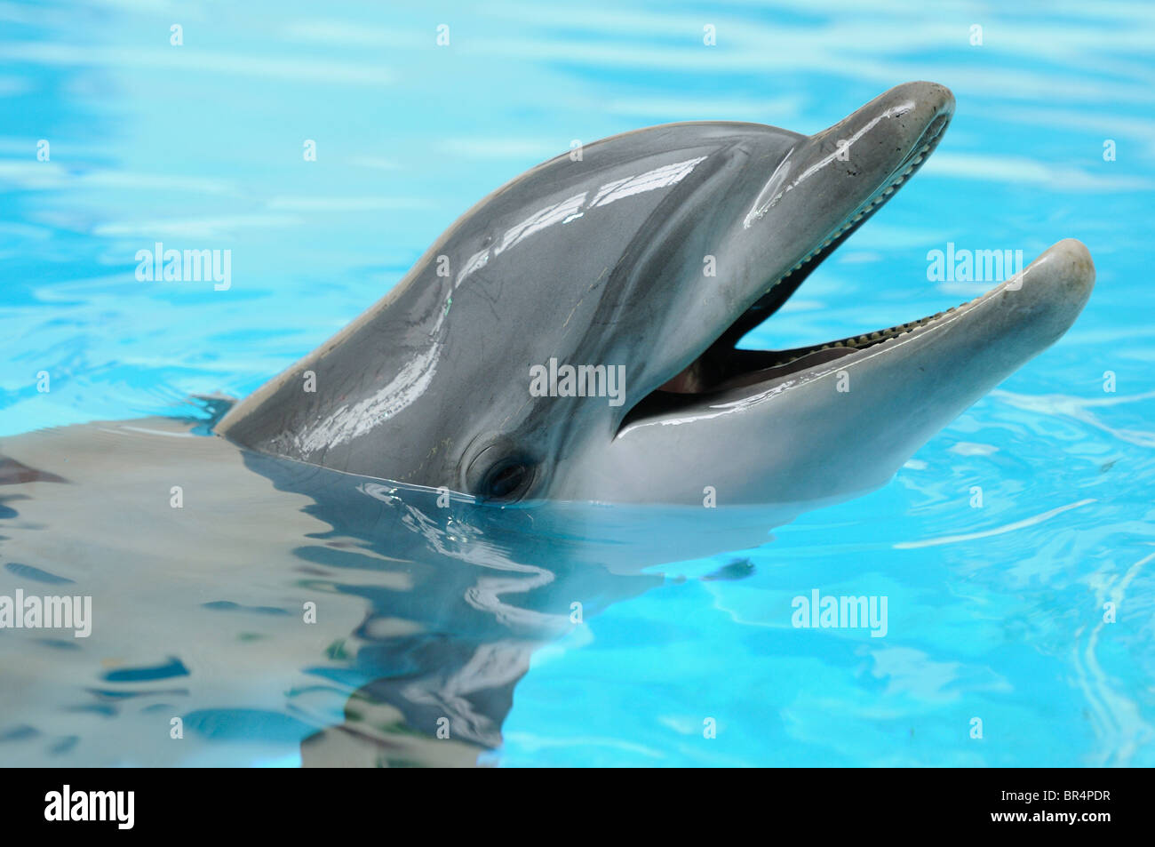 Common Bottlenose Dolphin (Tursiops truncatus) in water Stock Photo - Alamy