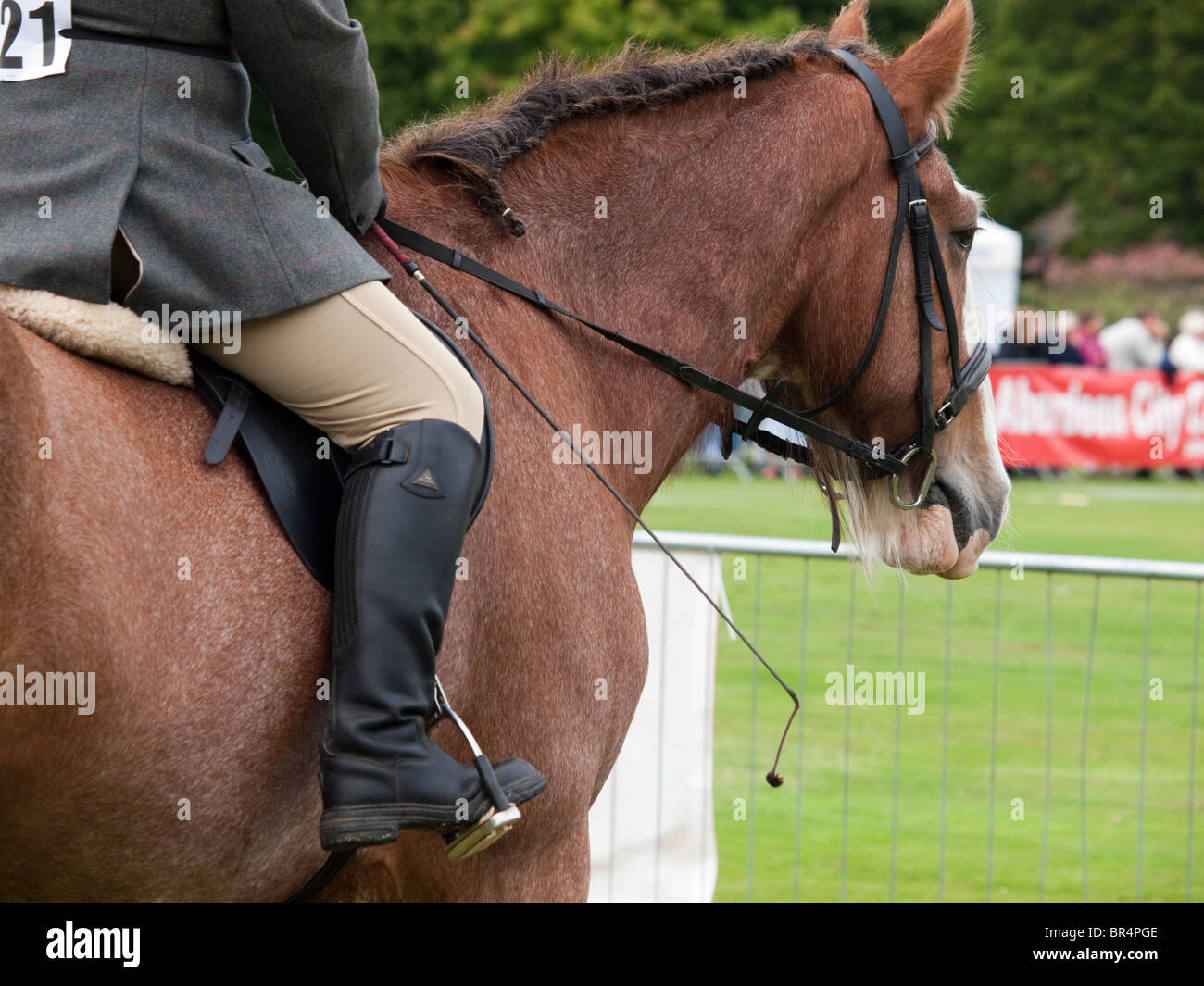 Riding a Clydesdale Horse Stock Photo - Alamy