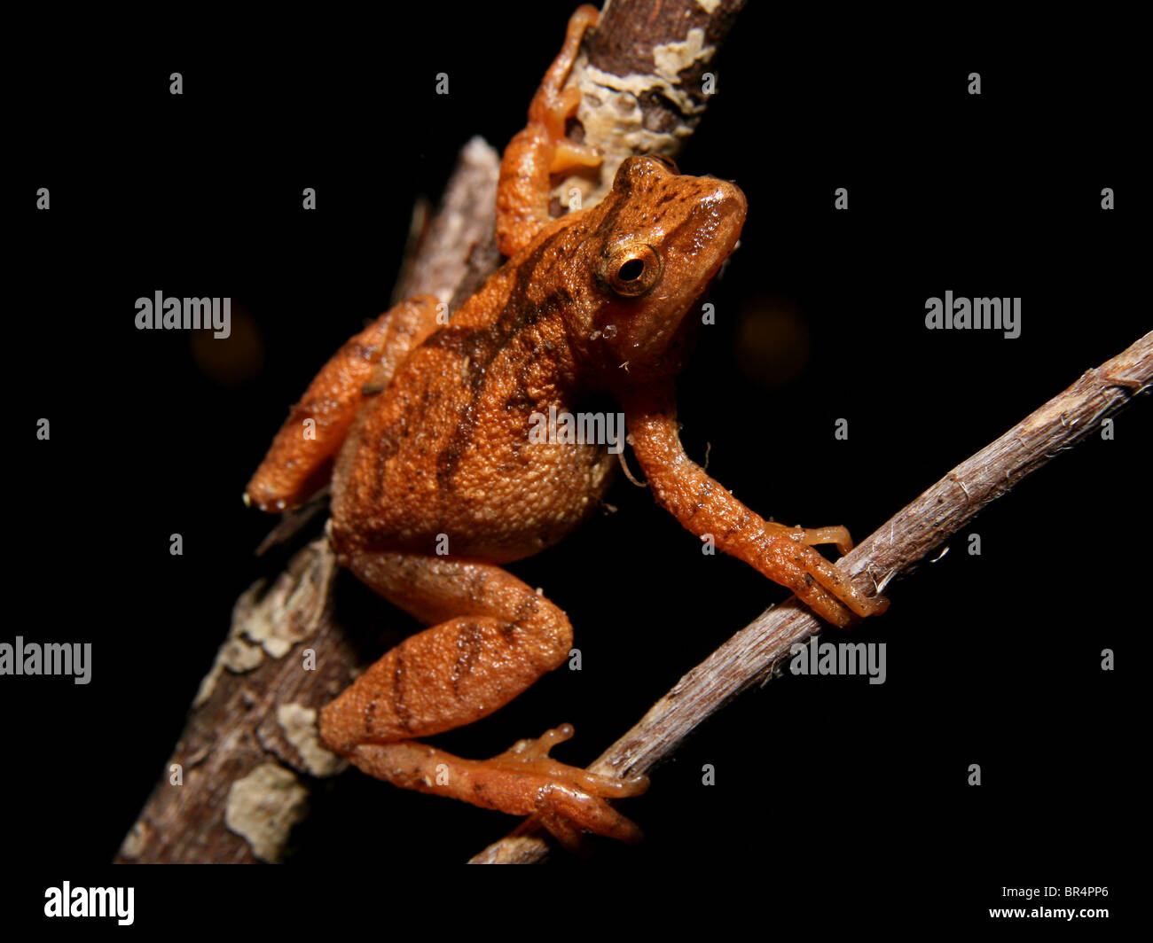Spring peeper hyla crucifer hi-res stock photography and images - Alamy