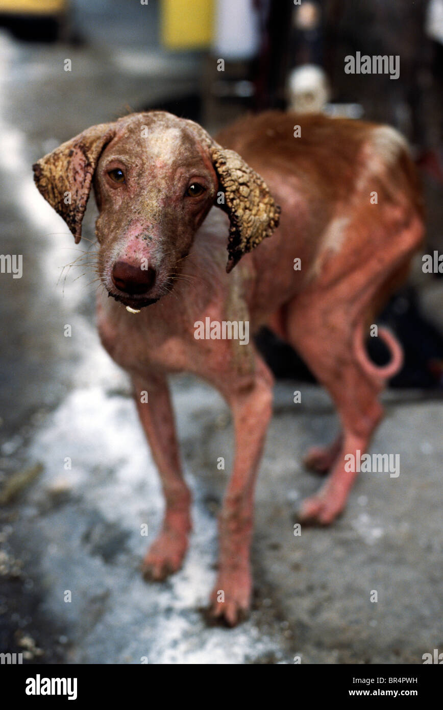 Homelessness india hi-res stock photography and images - Alamy