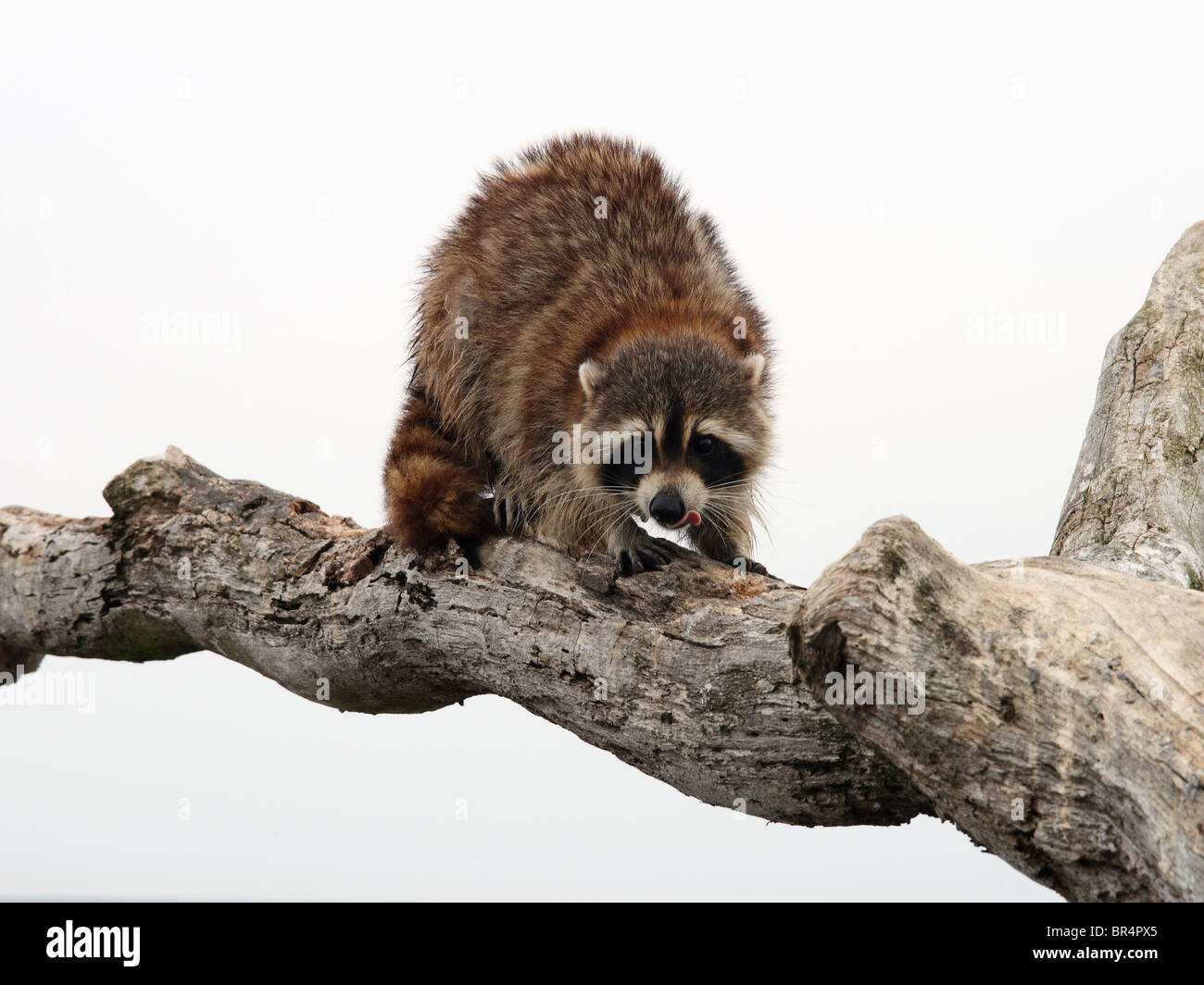 Adult Female Raccoon (Procyon lotor) in Ontario, Canada Stock Photo - Alamy