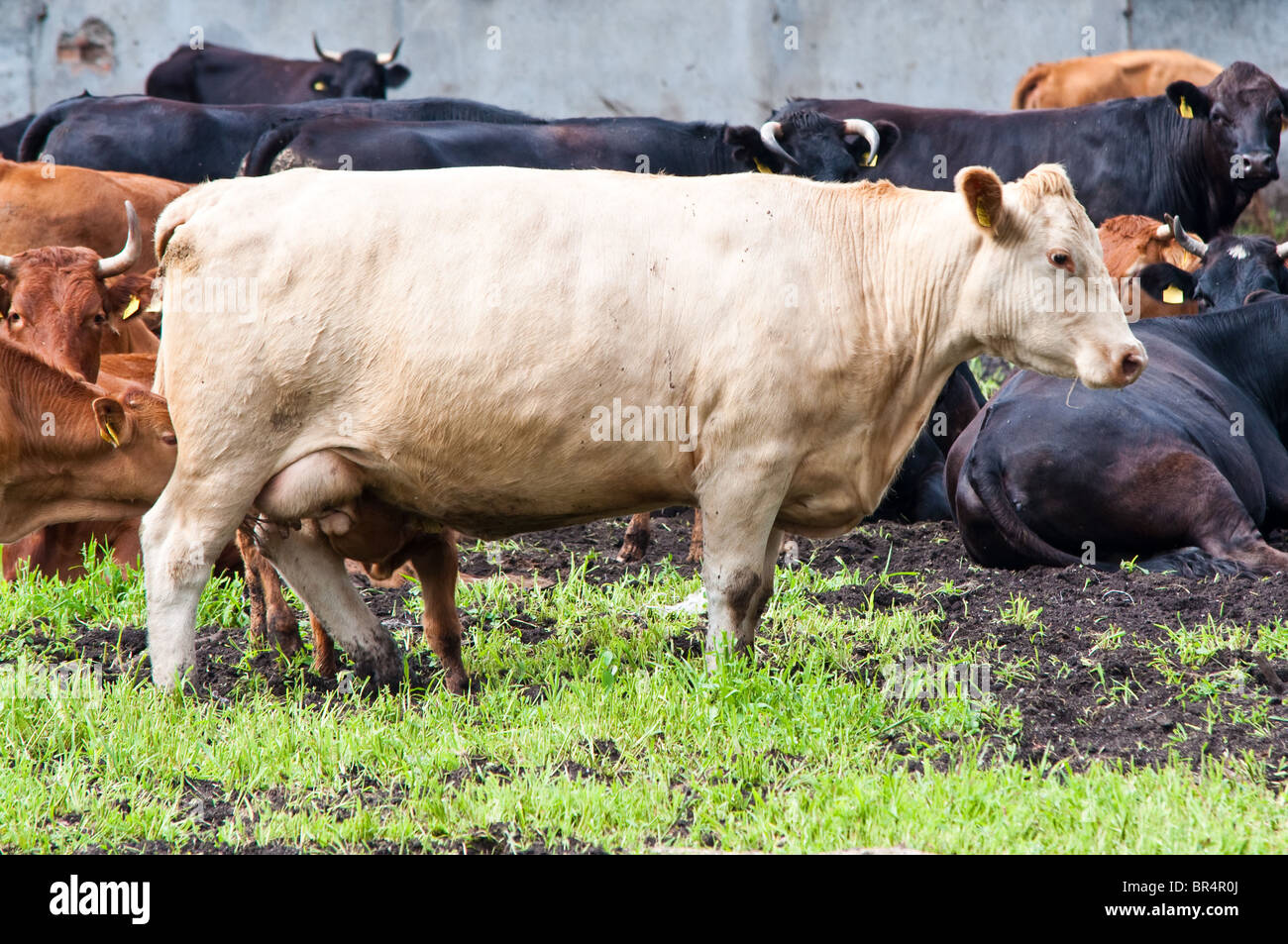yearling and cows on dairy farm Stock Photo - Alamy