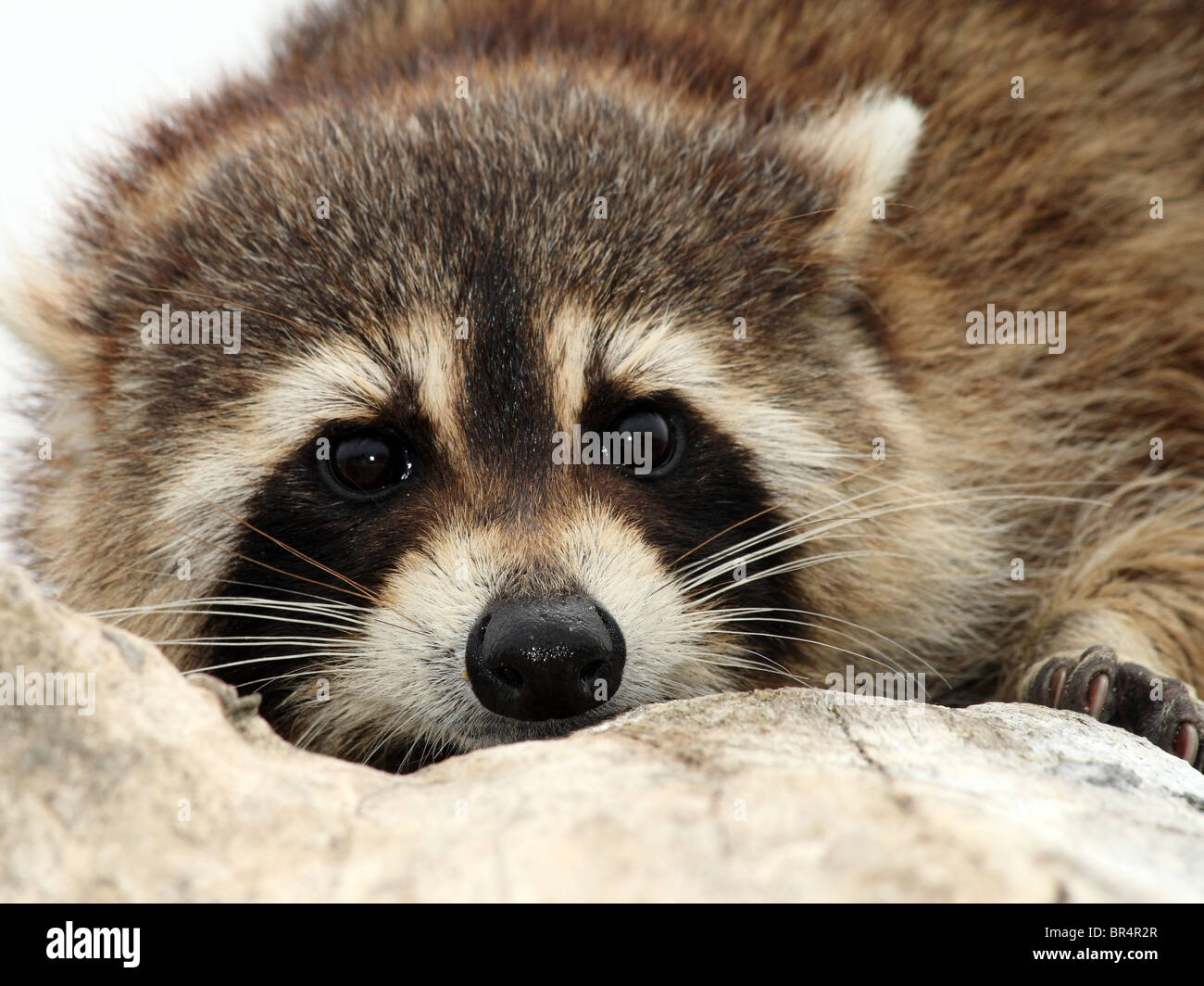Female raccoon hi-res stock photography and images - Alamy