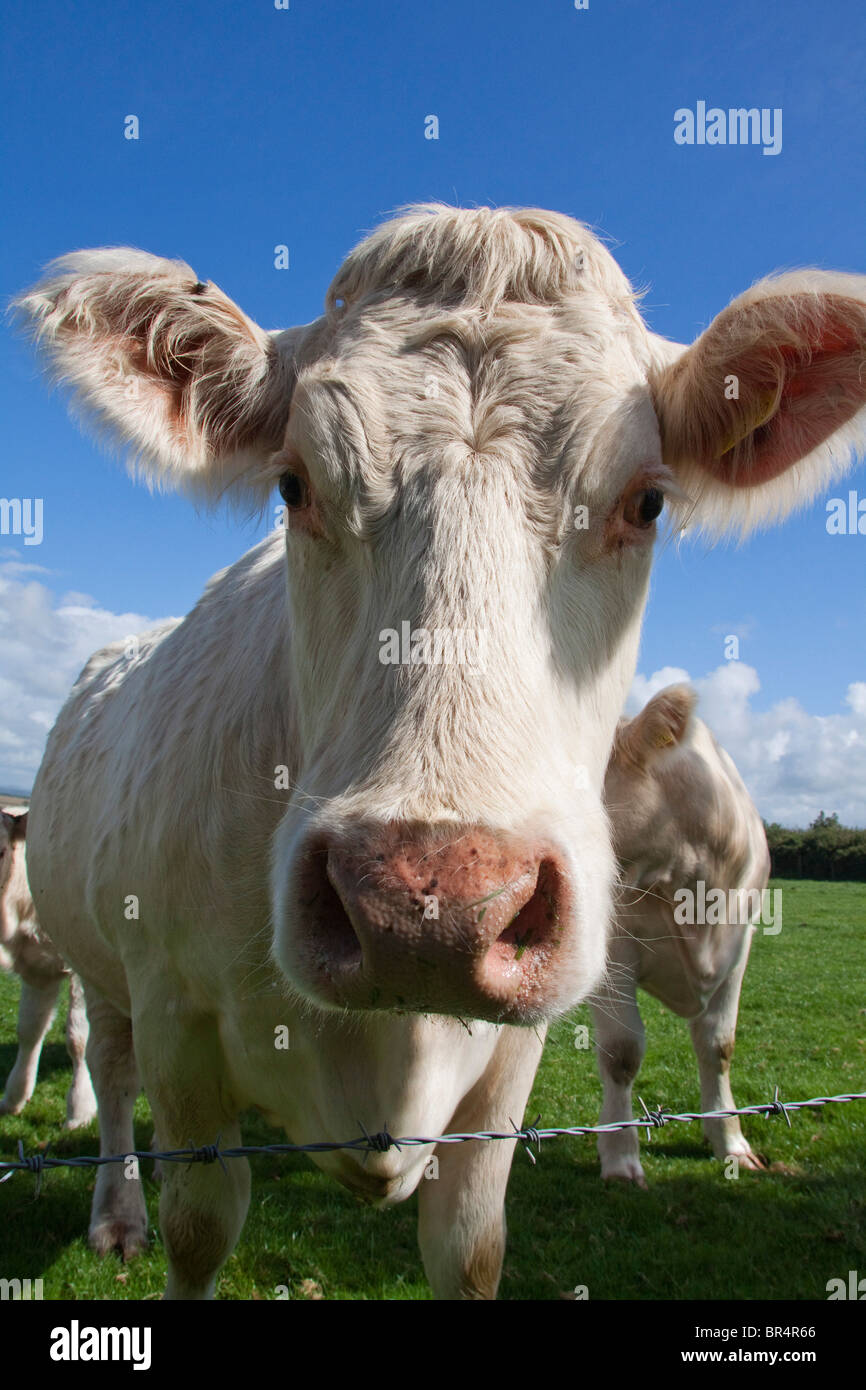 Milking female Cow (Bos taurus) white head facing closeup. beef animal ...