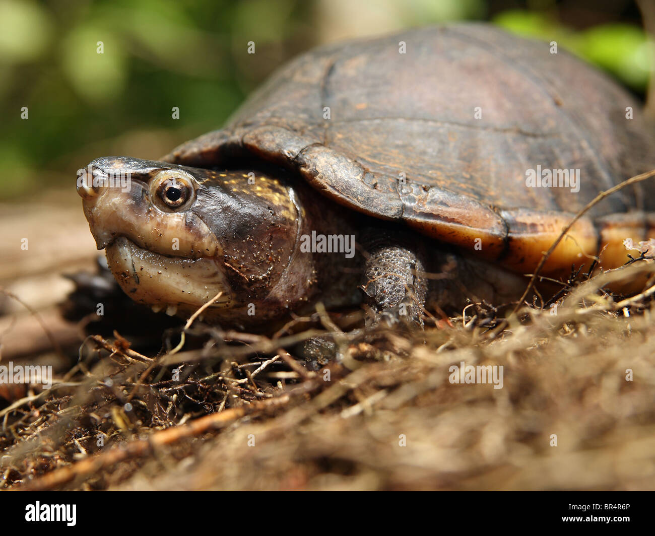 White lipped turtle hi-res stock photography and images - Alamy