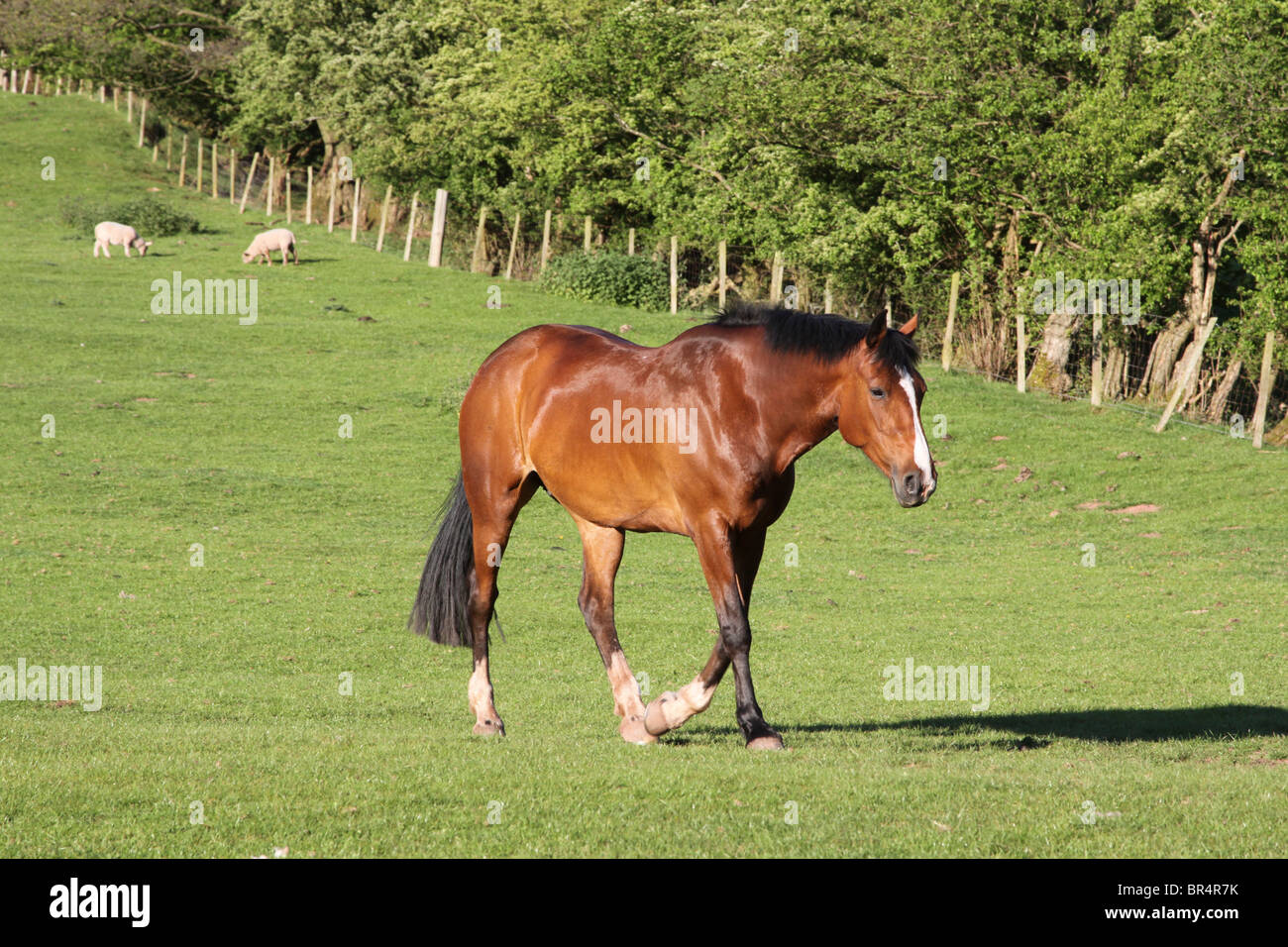 Walking ponies hi-res stock photography and images - Alamy