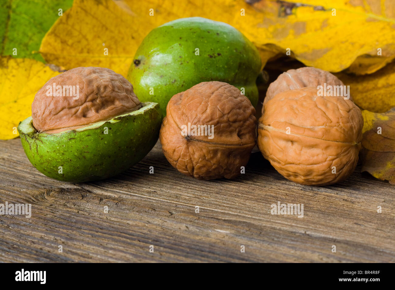 Walnut Leaf Stock Photos & Walnut Leaf Stock Images - Alamy