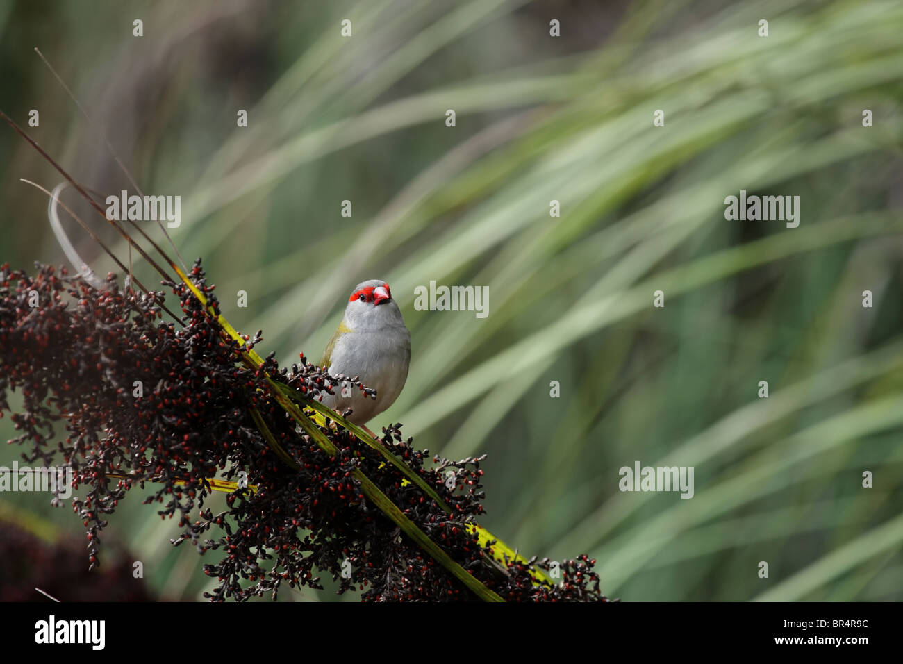 Red browed firetail finch hi-res stock photography and images - Alamy