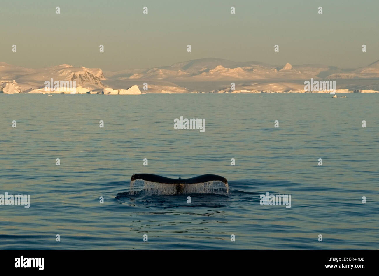 The west coast of Antarctica's peninsula known as Graham Land Stock ...