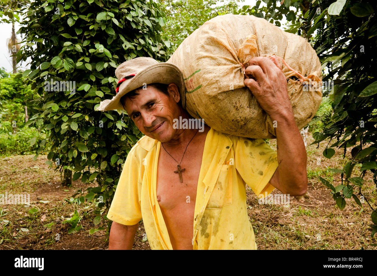 Local Production of Pepper, on a small farm of Costa-Rica, Central ...