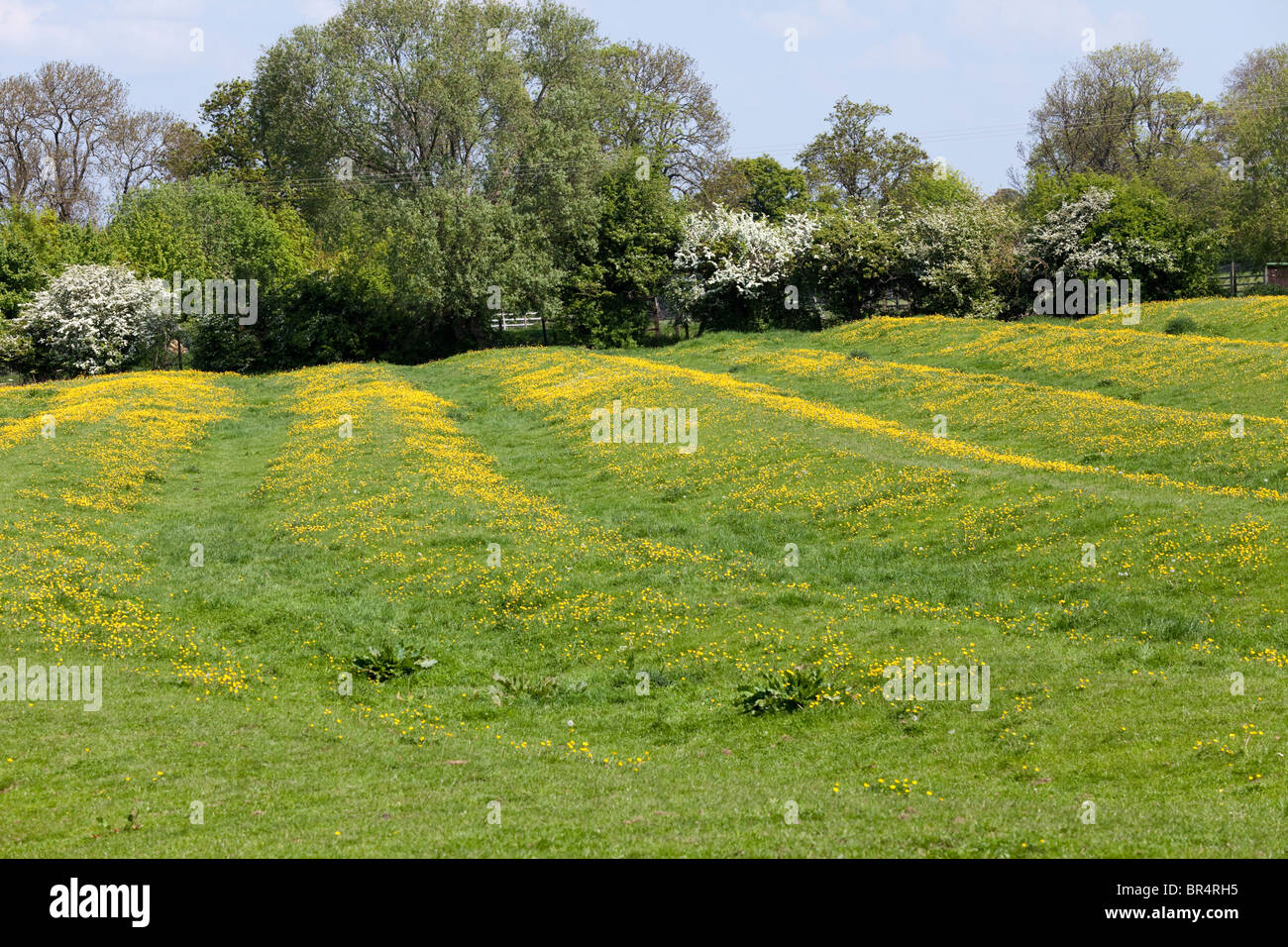 Buttercups flowering on a medieval ridge and furrow field in the ...