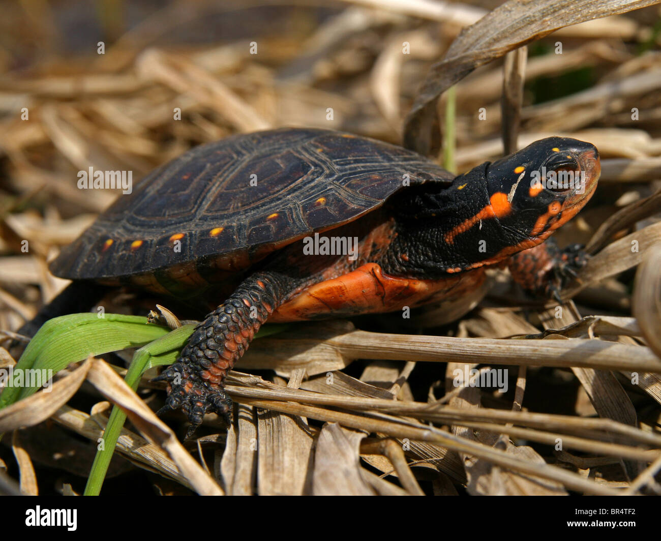 Yellow spotted turtle hi-res stock photography and images - Alamy