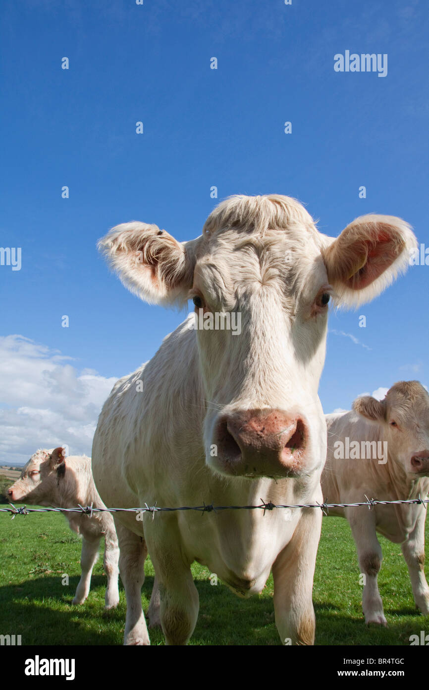 Animal elevage hi-res stock photography and images - Alamy