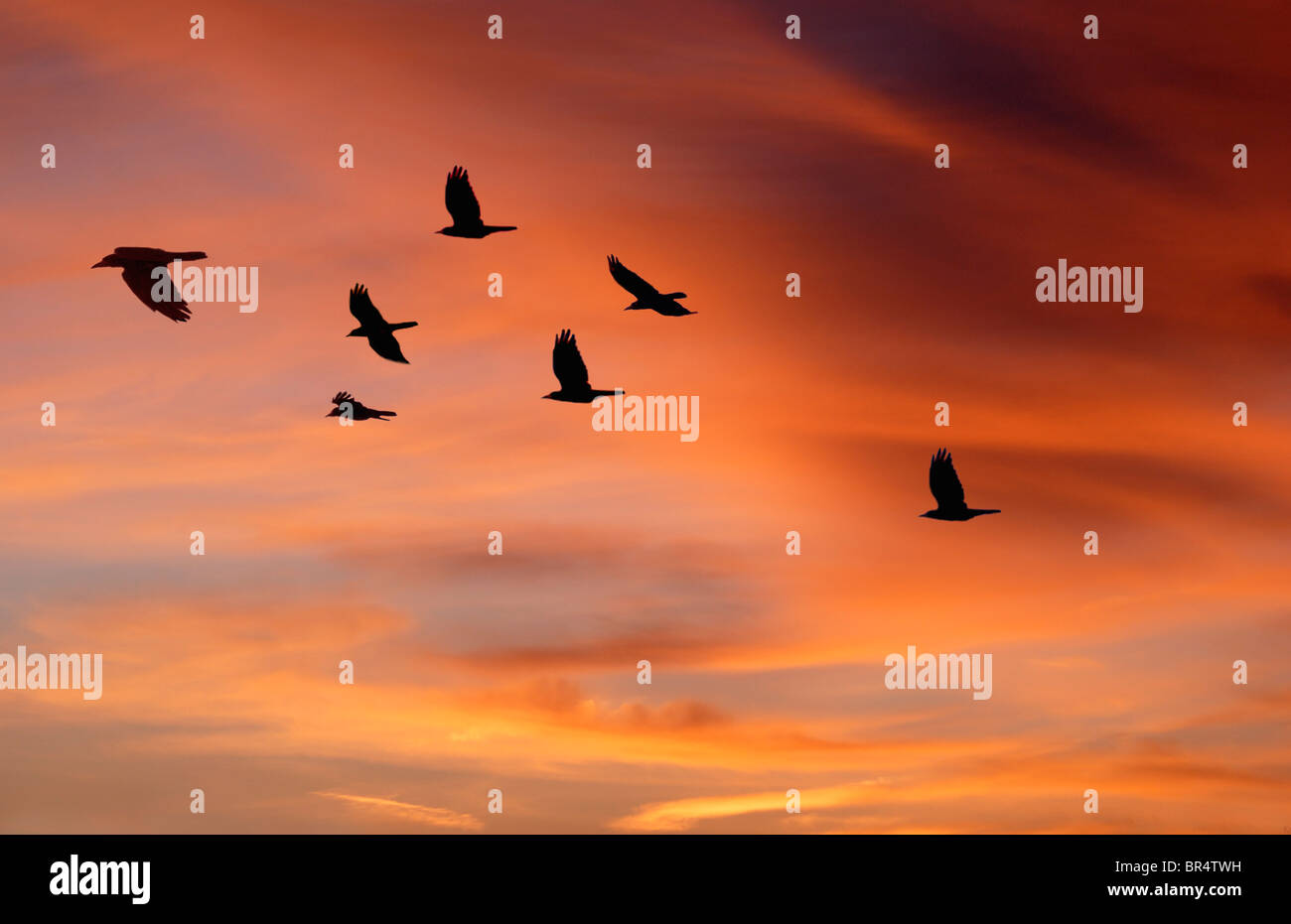 Flying rooks hi-res stock photography and images - Alamy