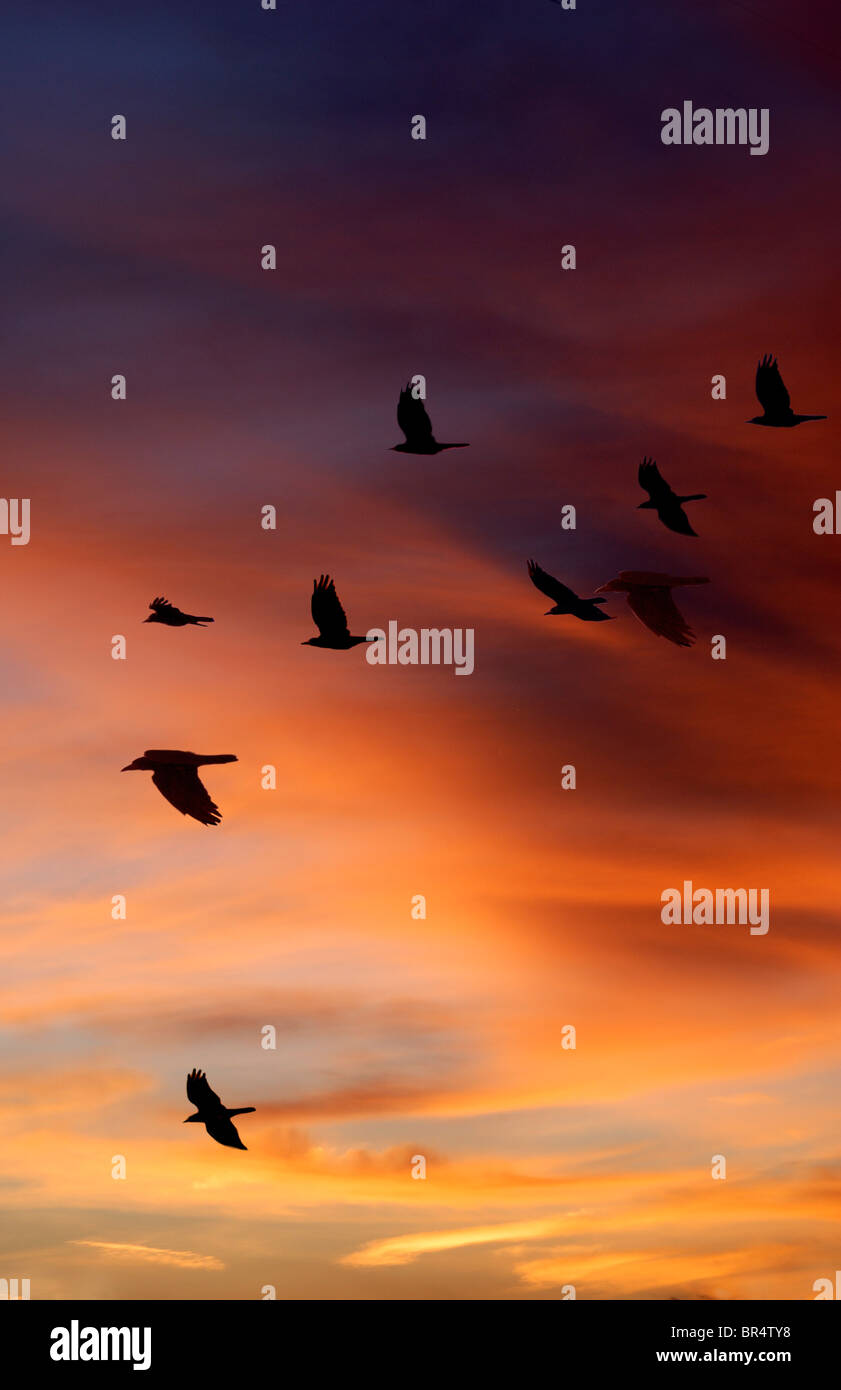 Flying rooks hi-res stock photography and images - Alamy