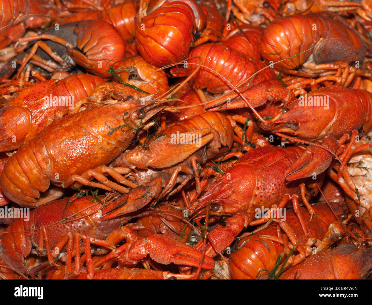 Crawfish hi-res stock photography and images - Alamy